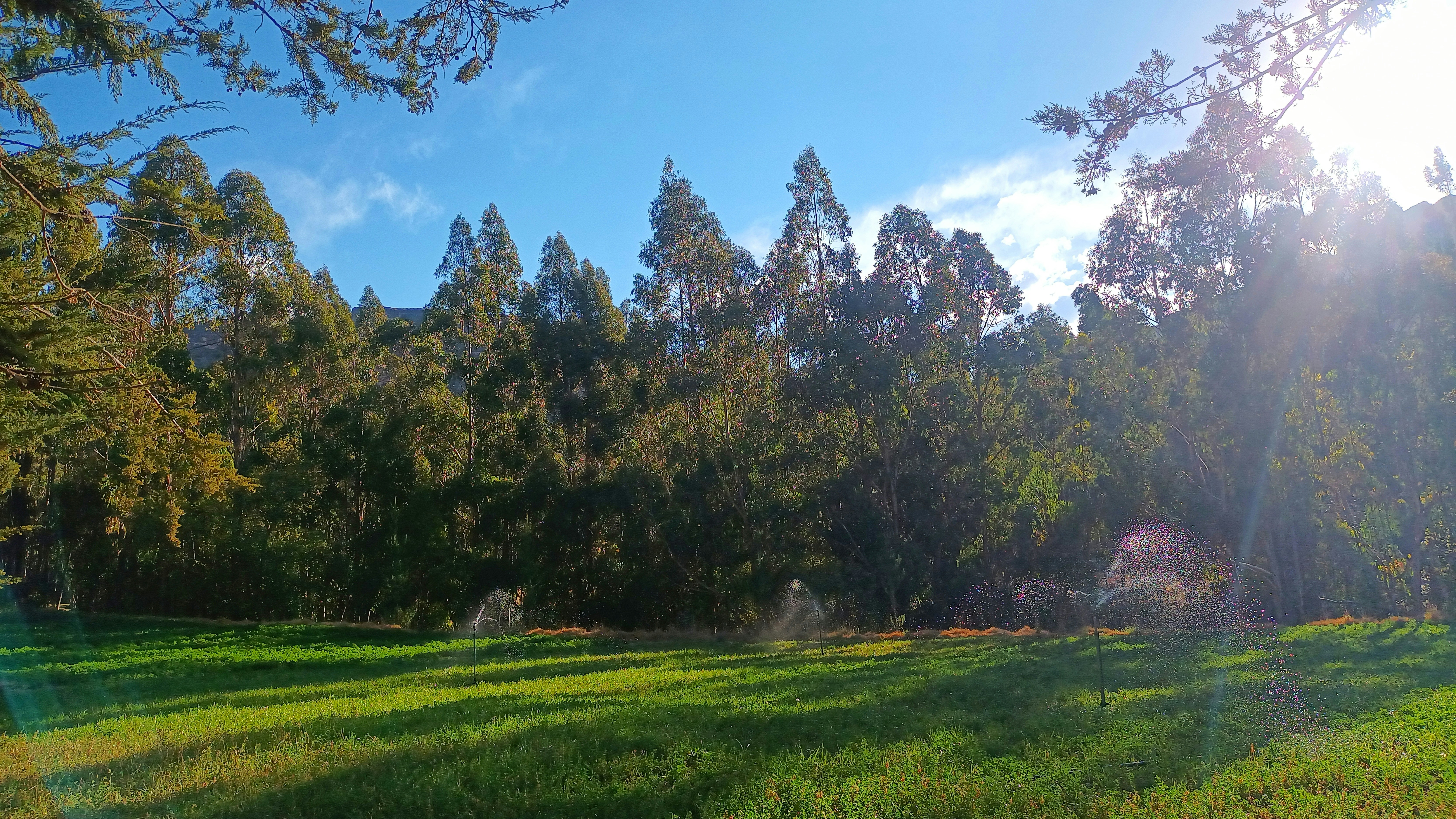 Golden Light over the Meadow: Dawn in the Tree Line