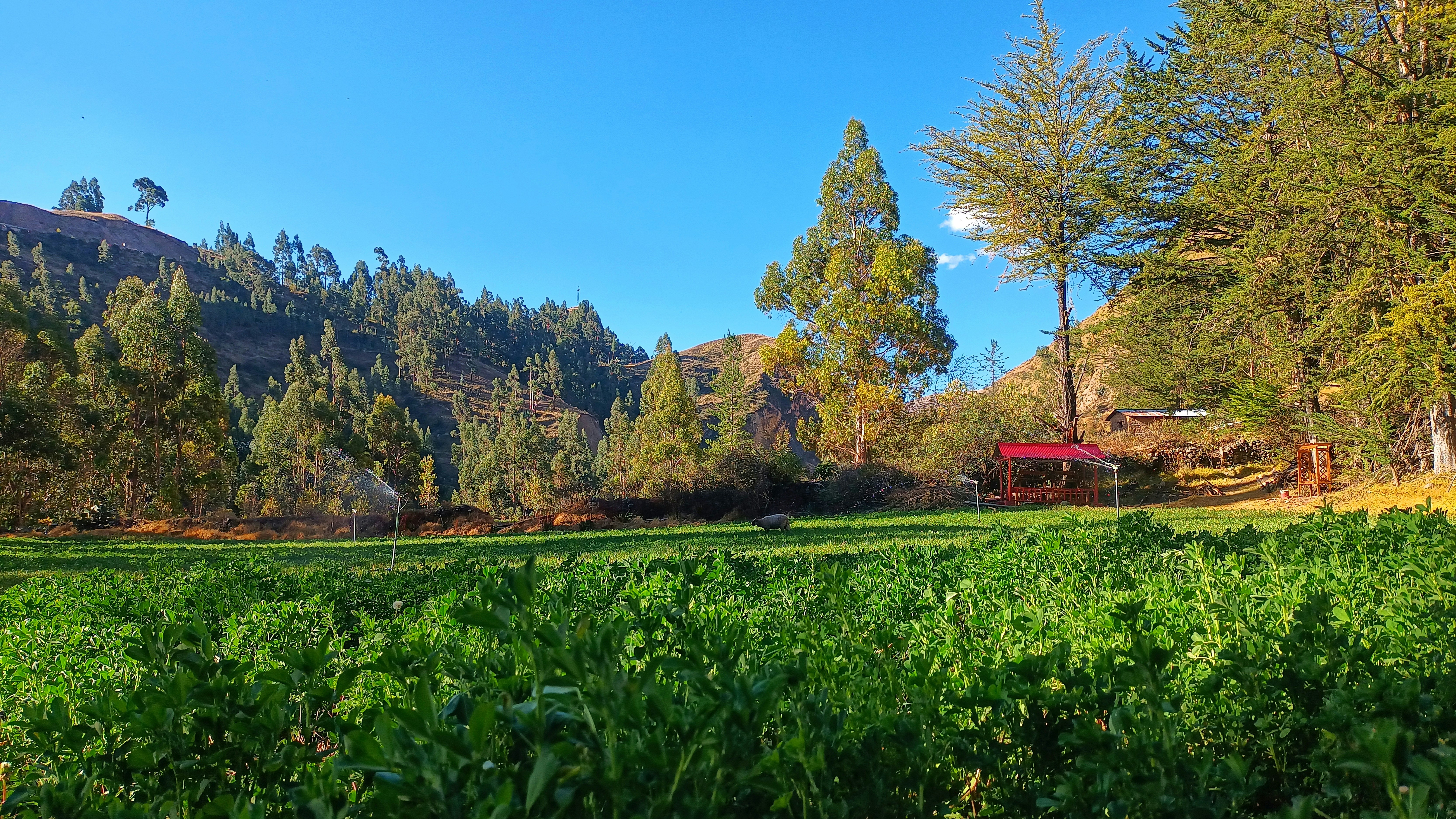 Sunlit Clearing: Green Field and Pine Crest Under a Bright Blue Sky