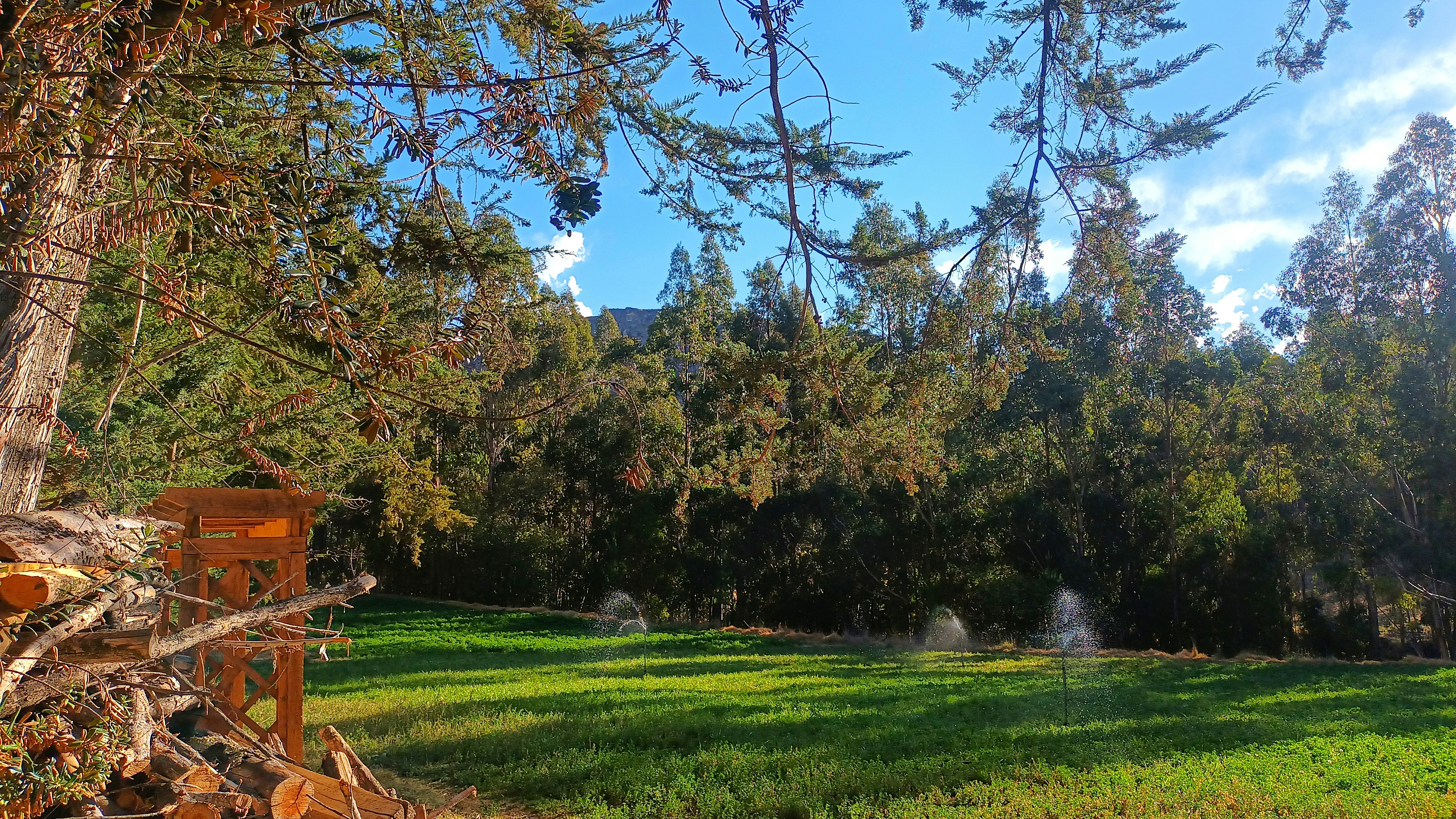 Sunlit Clearing Beyond the Pines