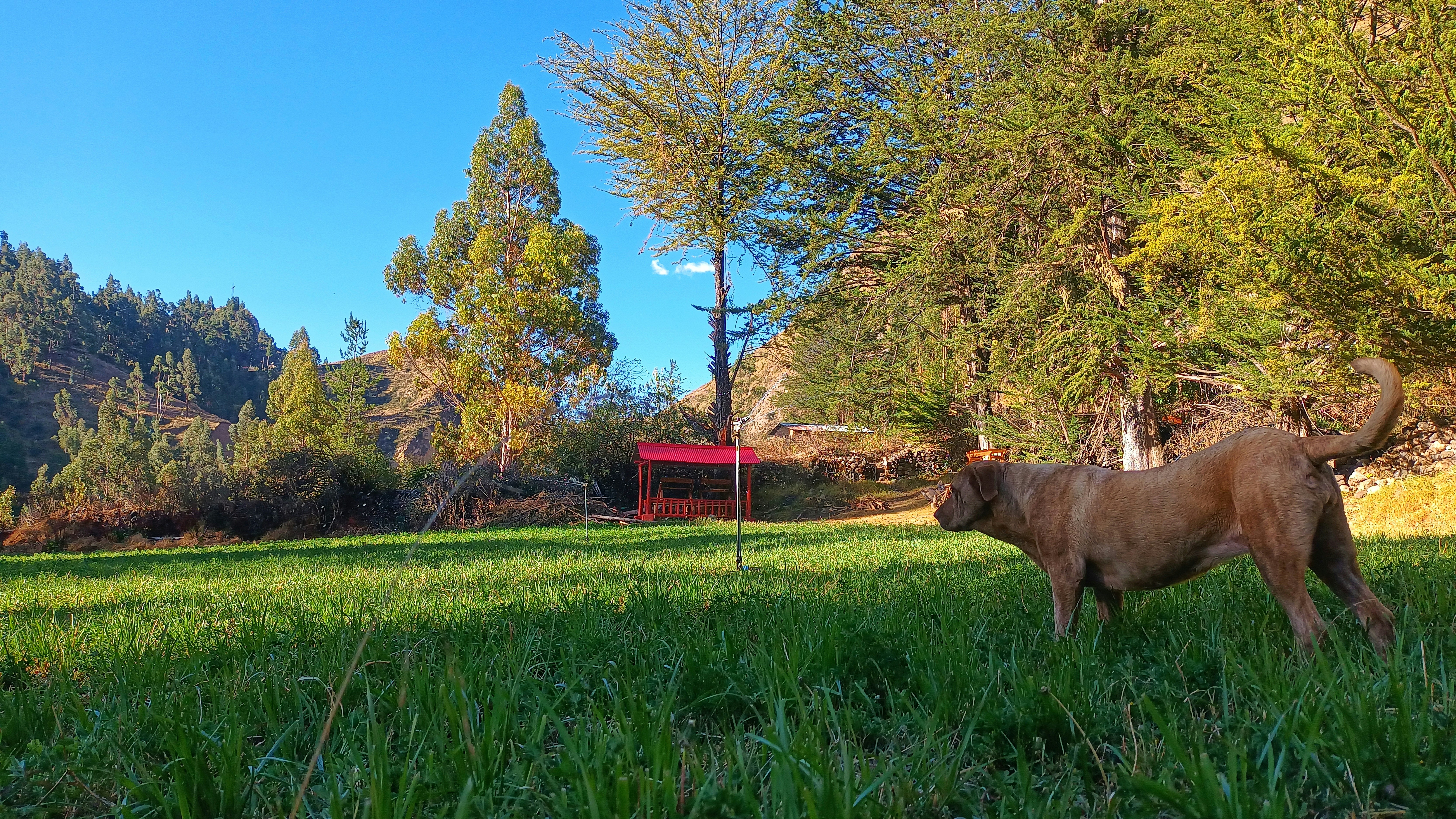 Hound in the Meadow: a sunlit parkland chase