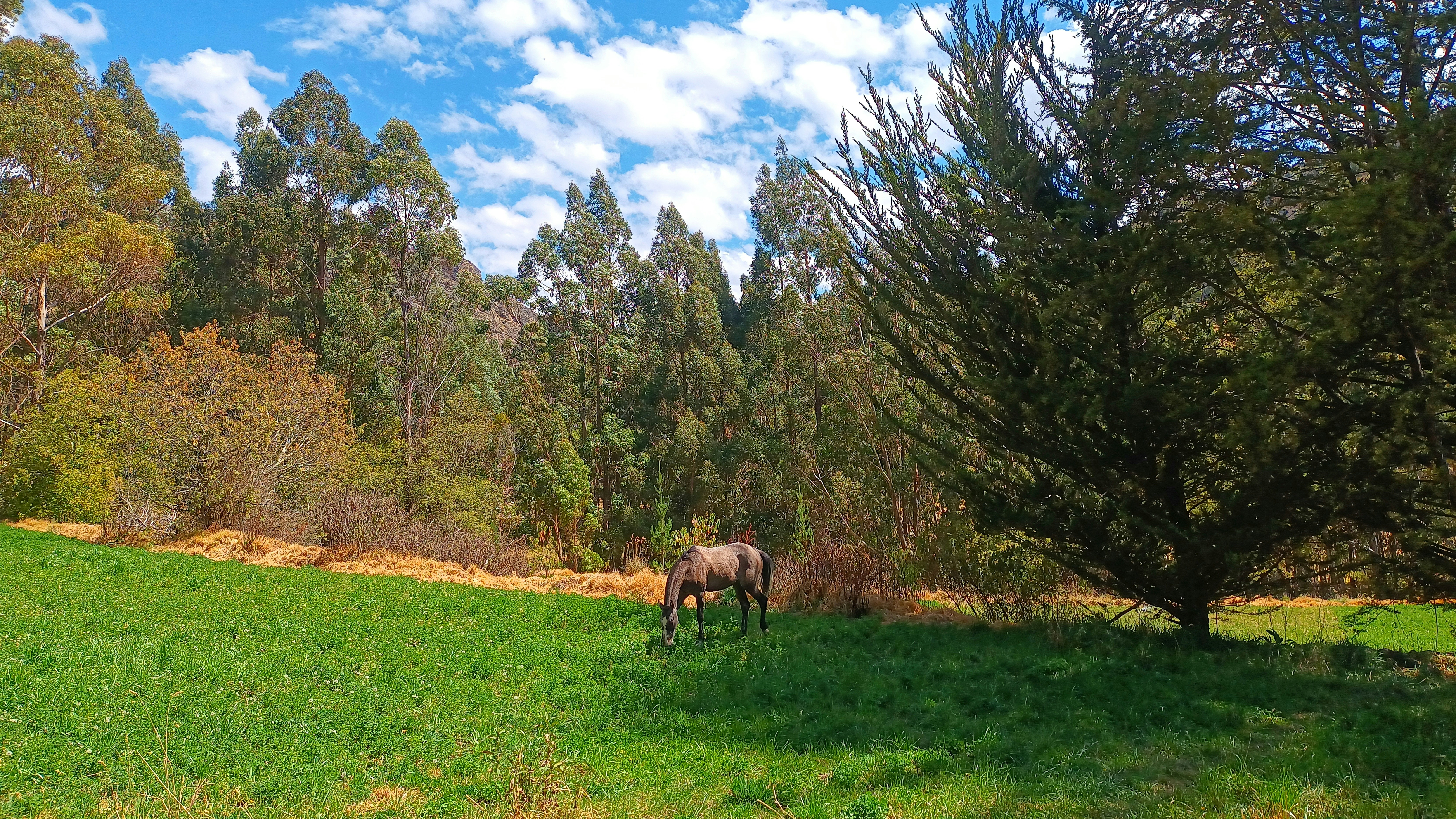 Pasture Sentinel: A solitary horse under a blue-sky canopy