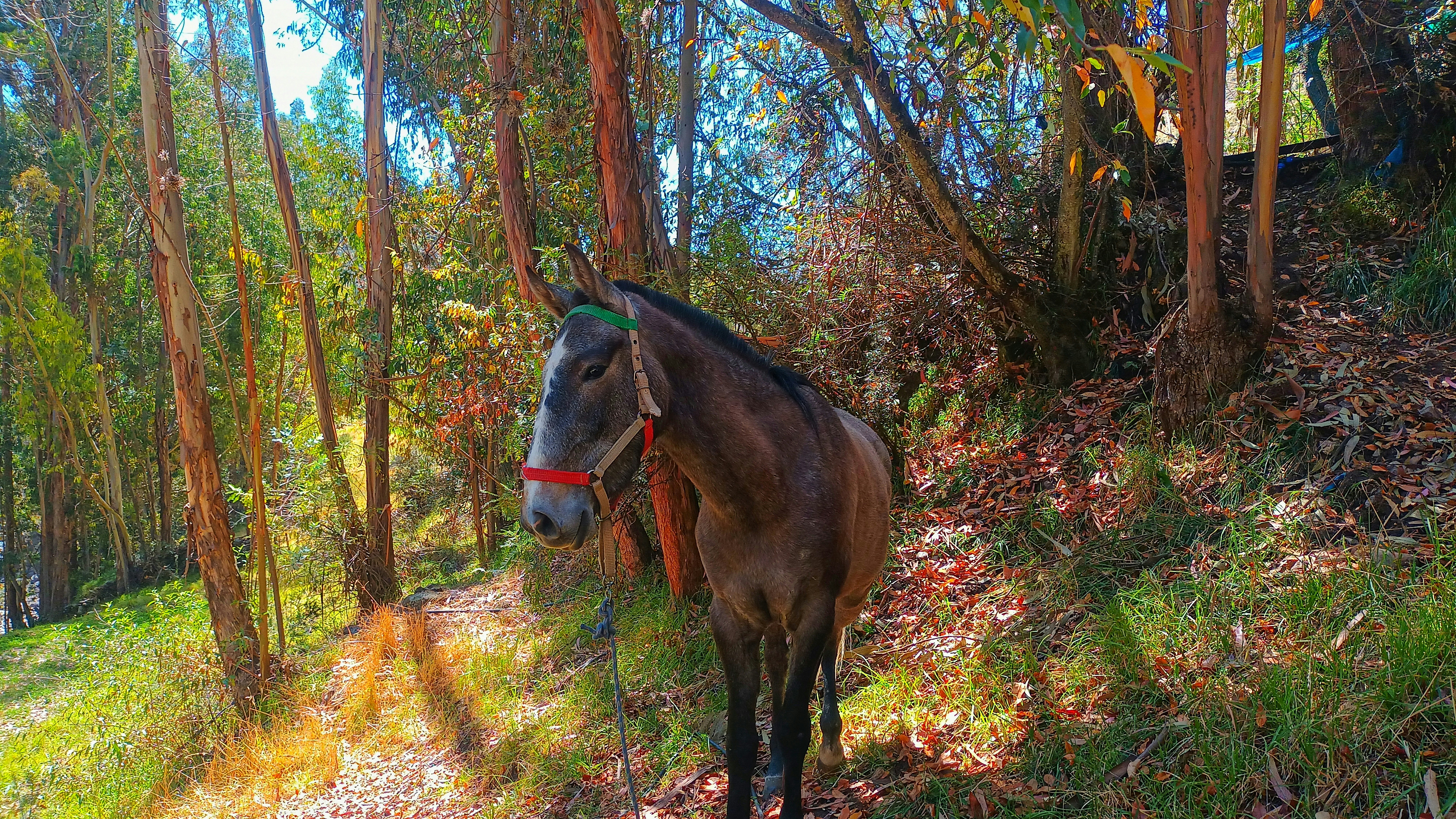 A brown horse with a red halter stands on a sun-dappled forest path, surrounded by trees and fallen leaves. A natural landscape scene suitable for nature photography.