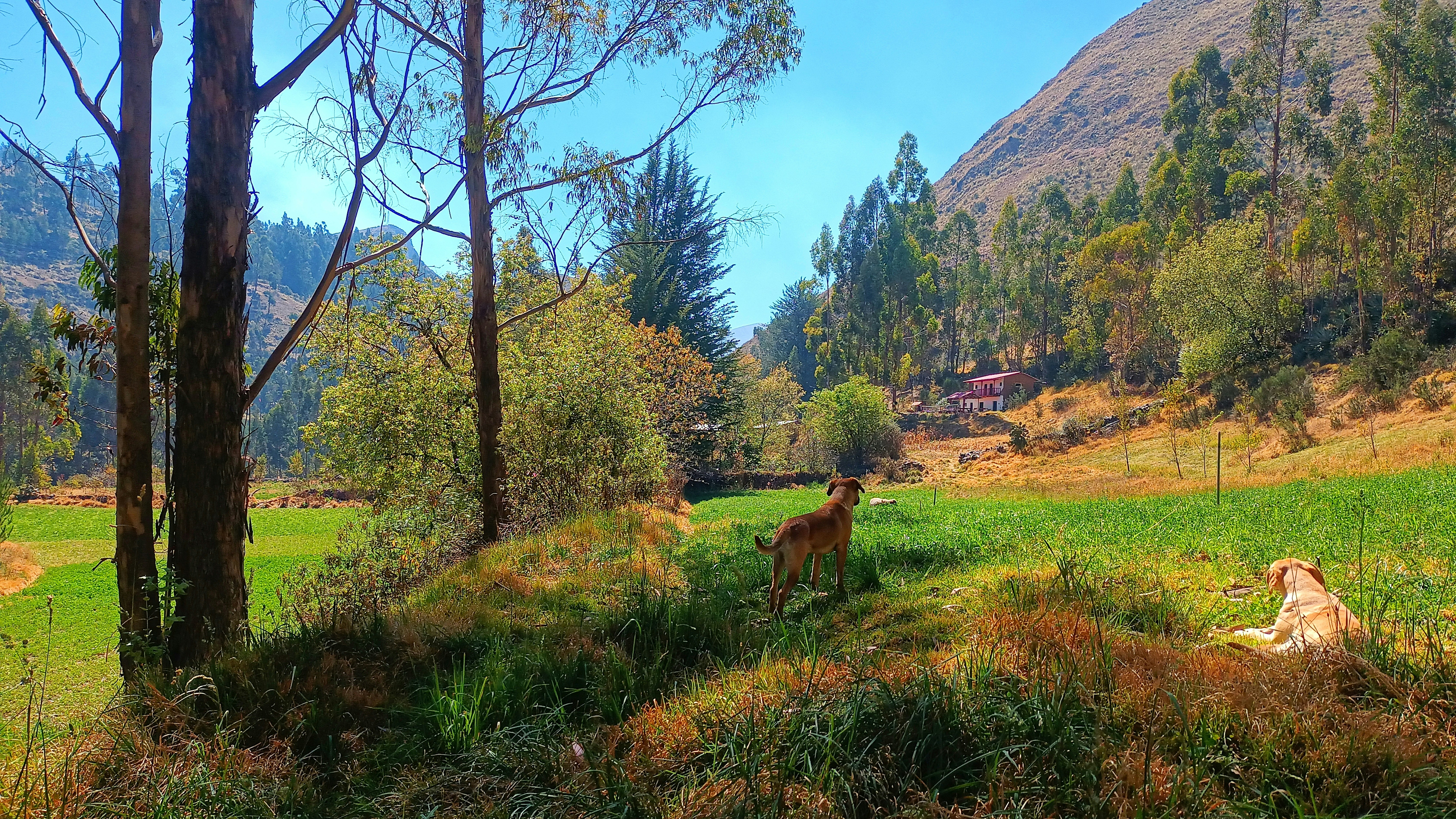 Pasture Watch: A Quiet Scene with Dogs and Distant Cabin