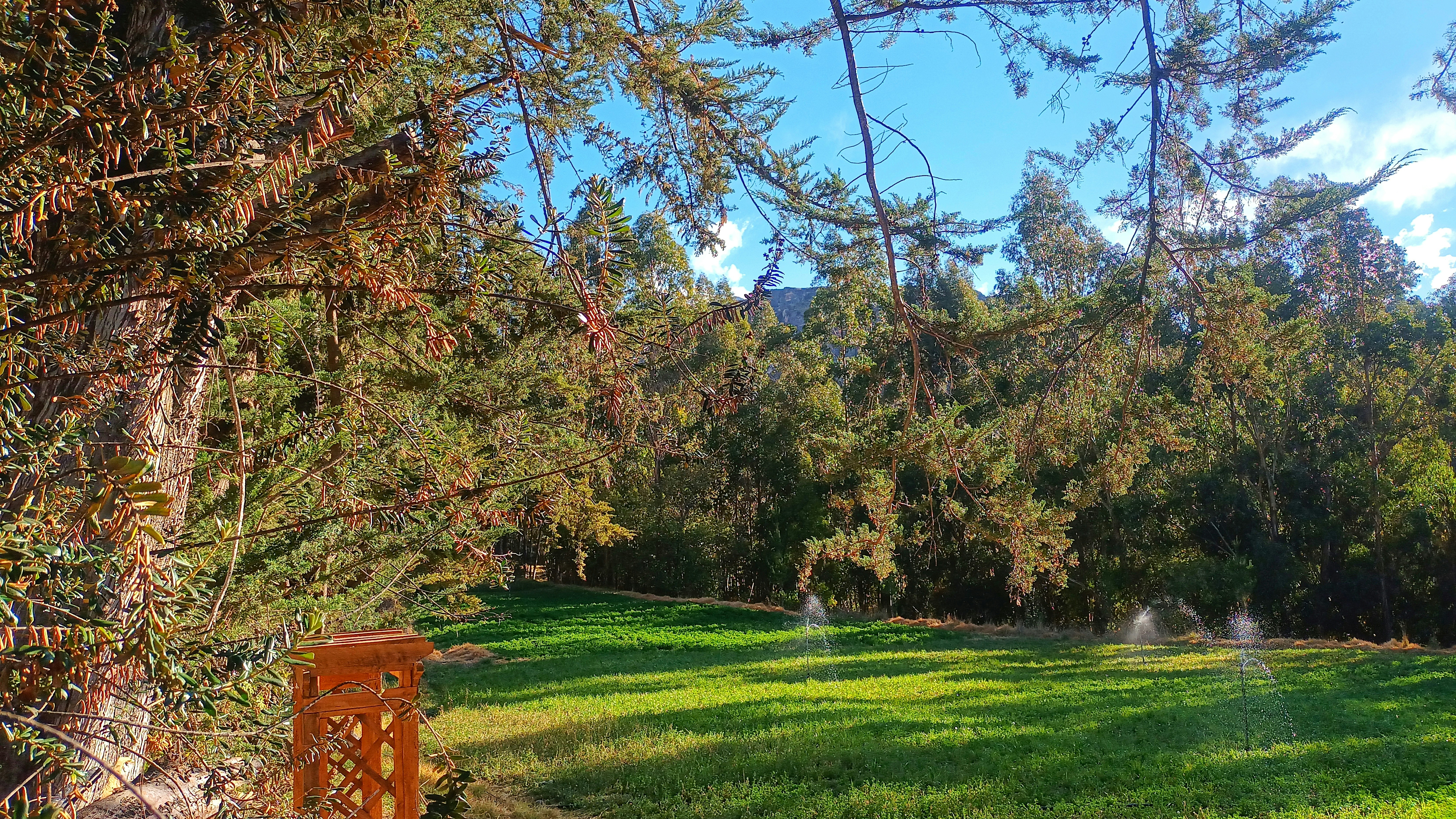 Sunlit Clearing with Sprinkler Arcs in a Pinon Meadow