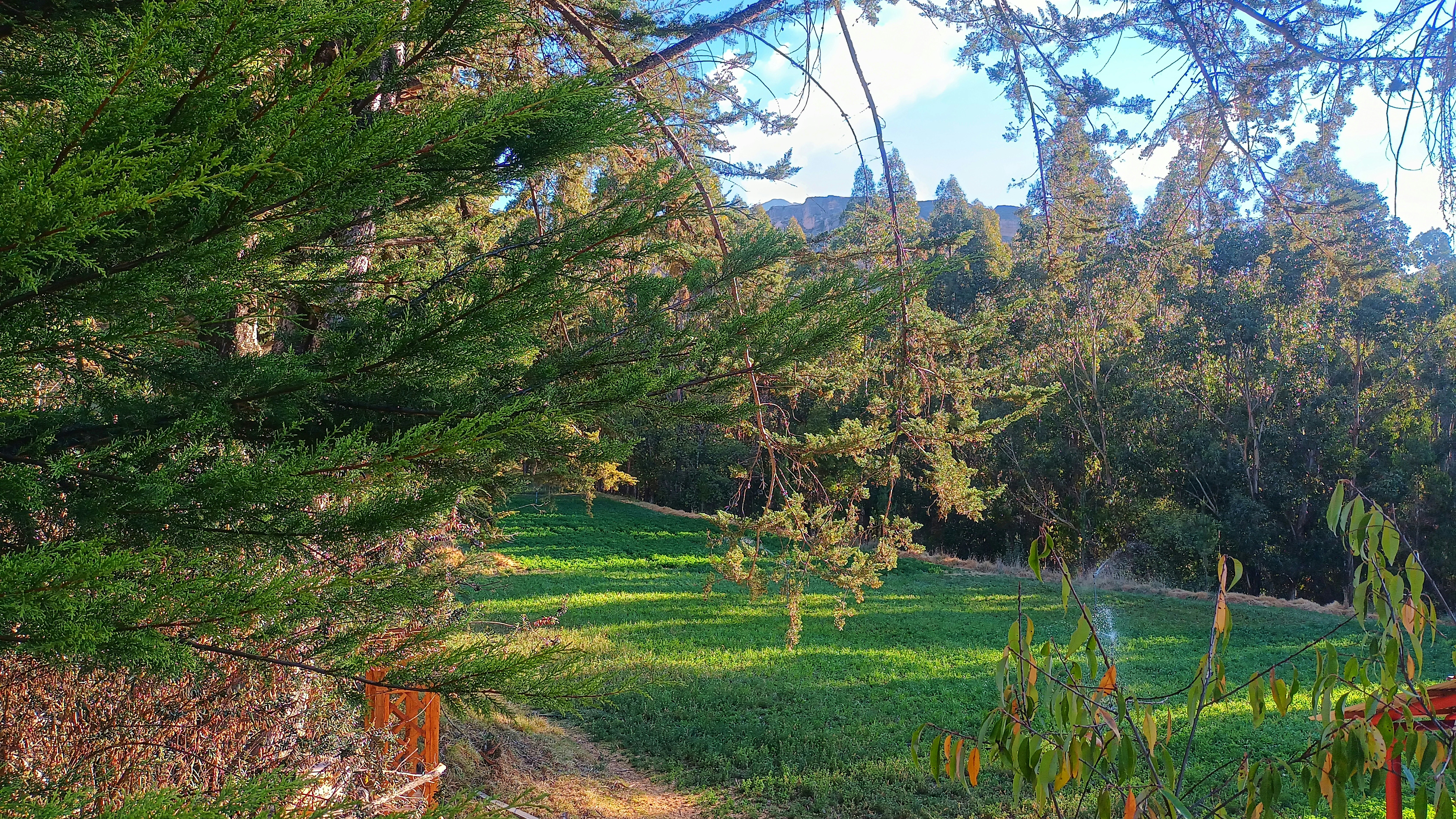 Bright park scene with a sunlit grassy clearing framed by trees and shrubs; a sense of open space and distant hills. This is a natural landscape capture.