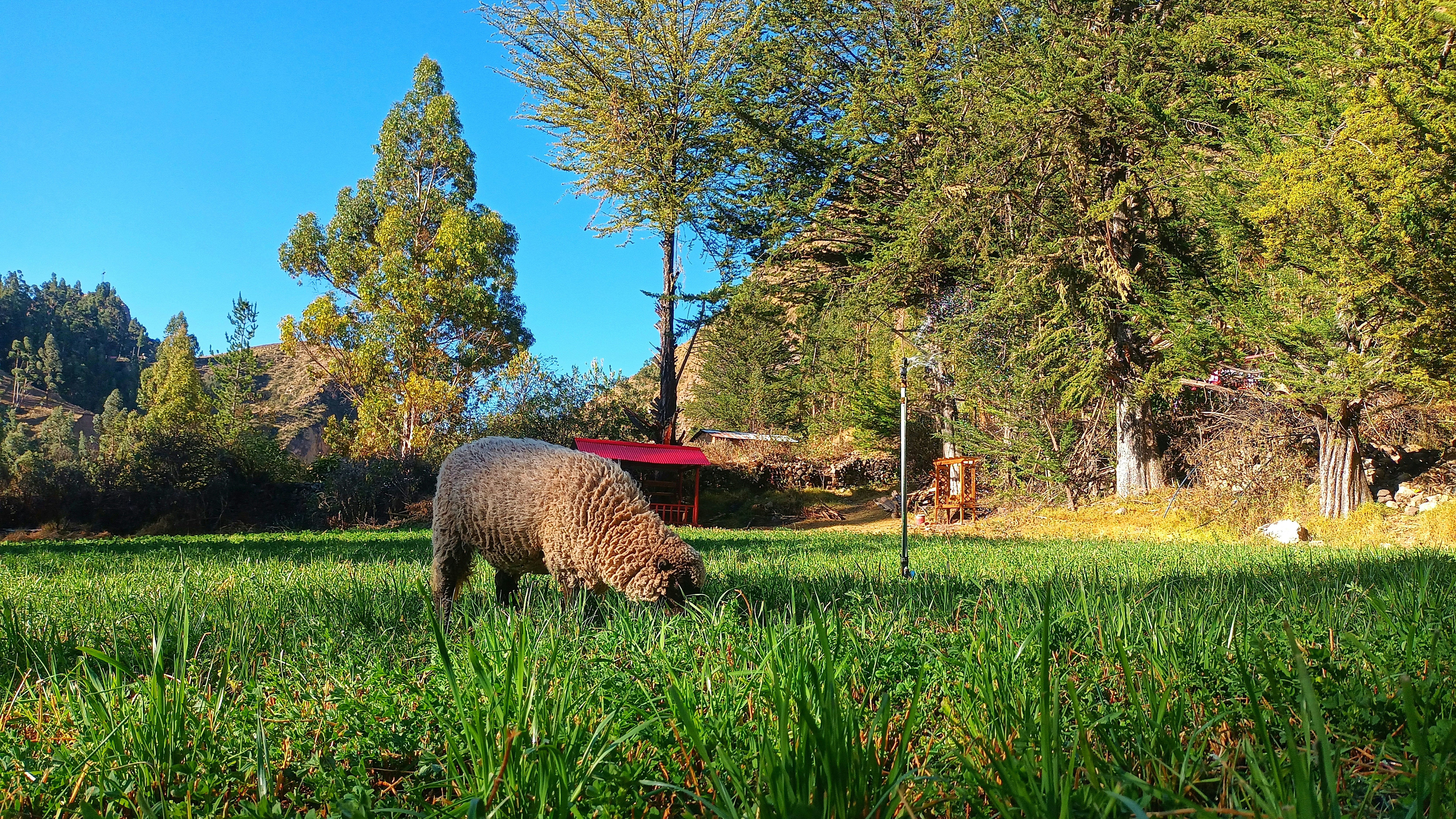Sheep Grazing Under a Quiet Park Skyline