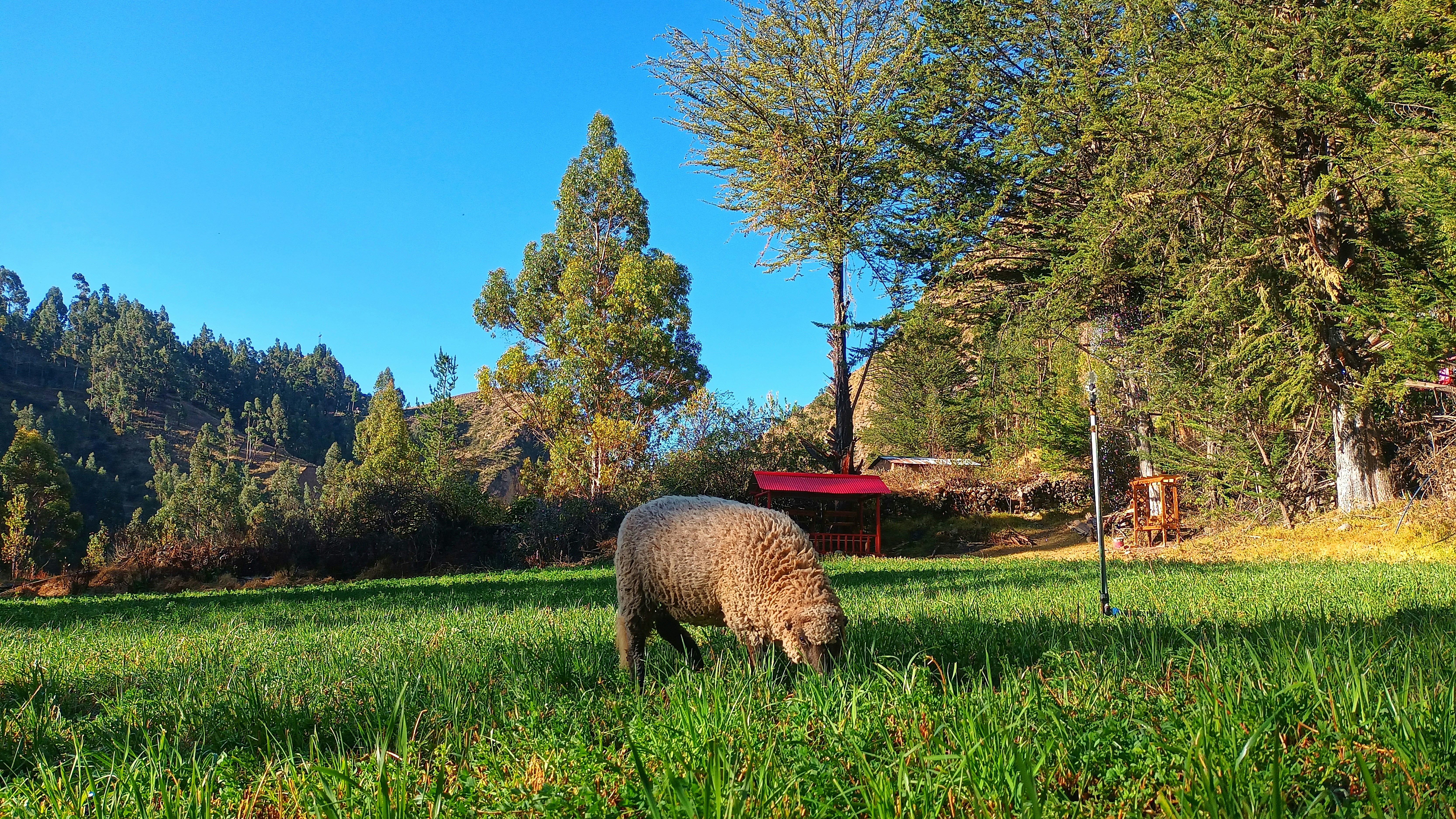 Pasture Wanderer: Sheep Nibbles Beneath a Bright Park Sky