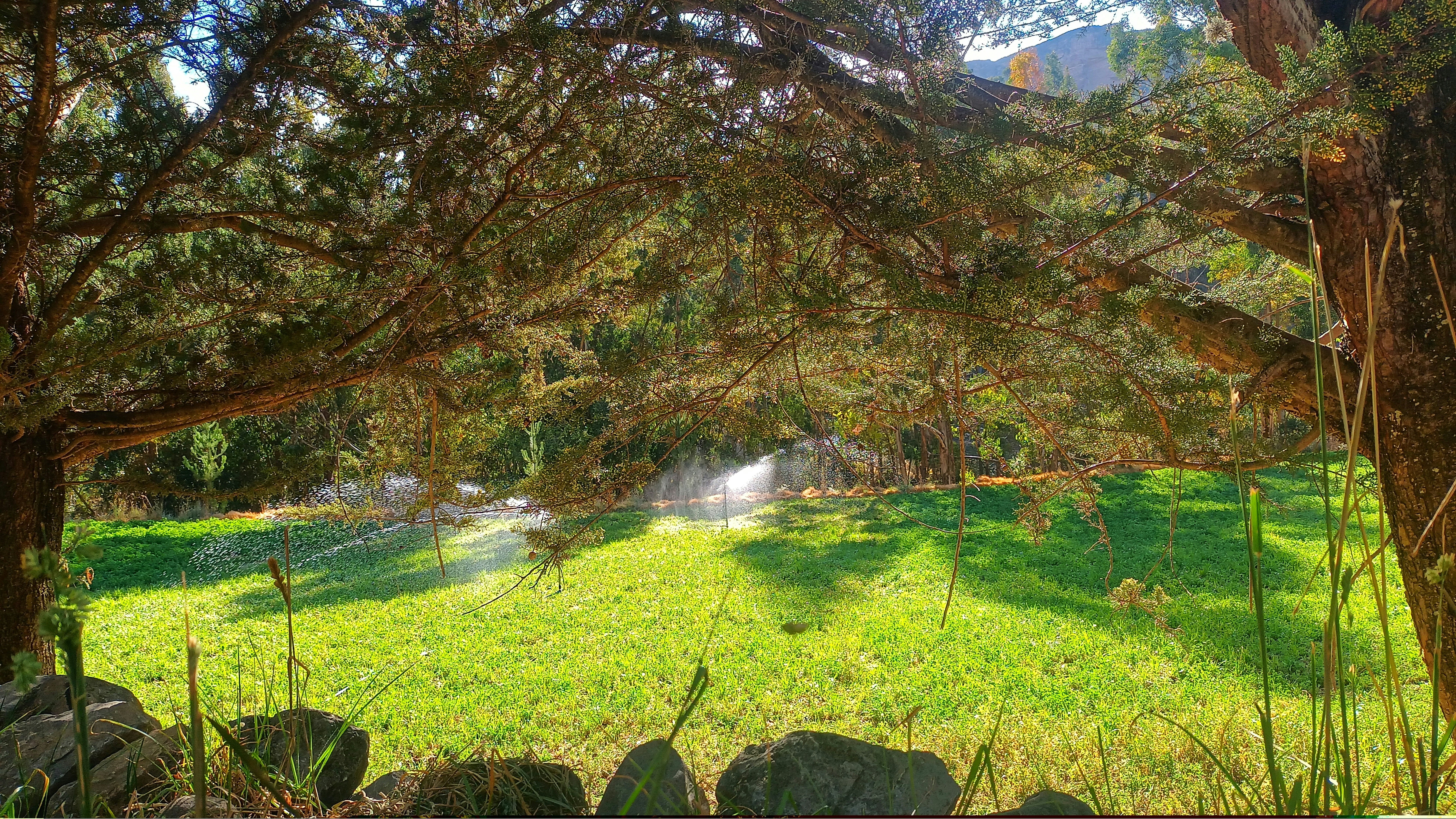 Sunlit meadow beneath arching branches