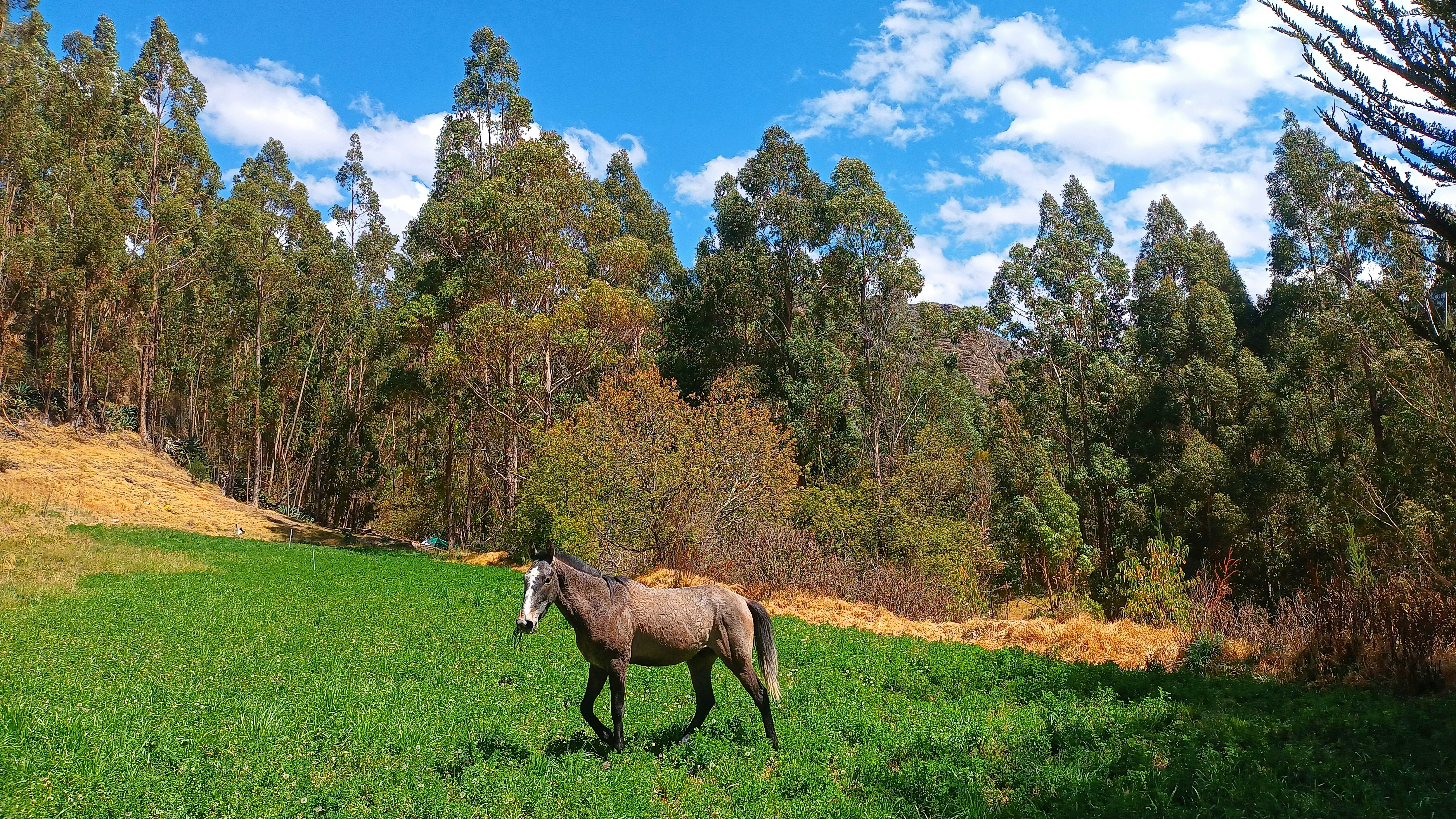 Starlight Prancer in a Verdant Meadow