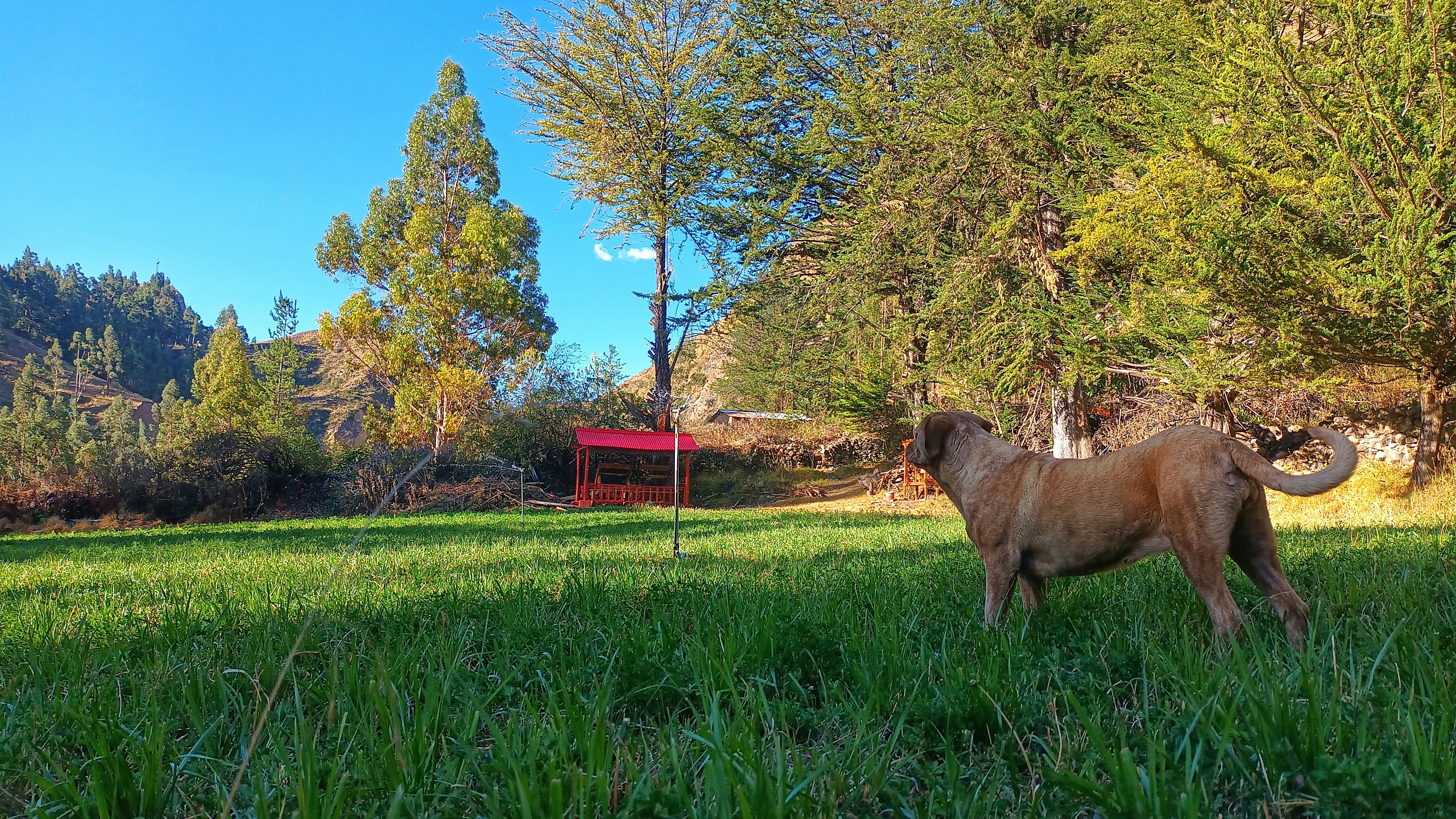 Frame‑in‑motion: dog at the edge of the sunlit meadow