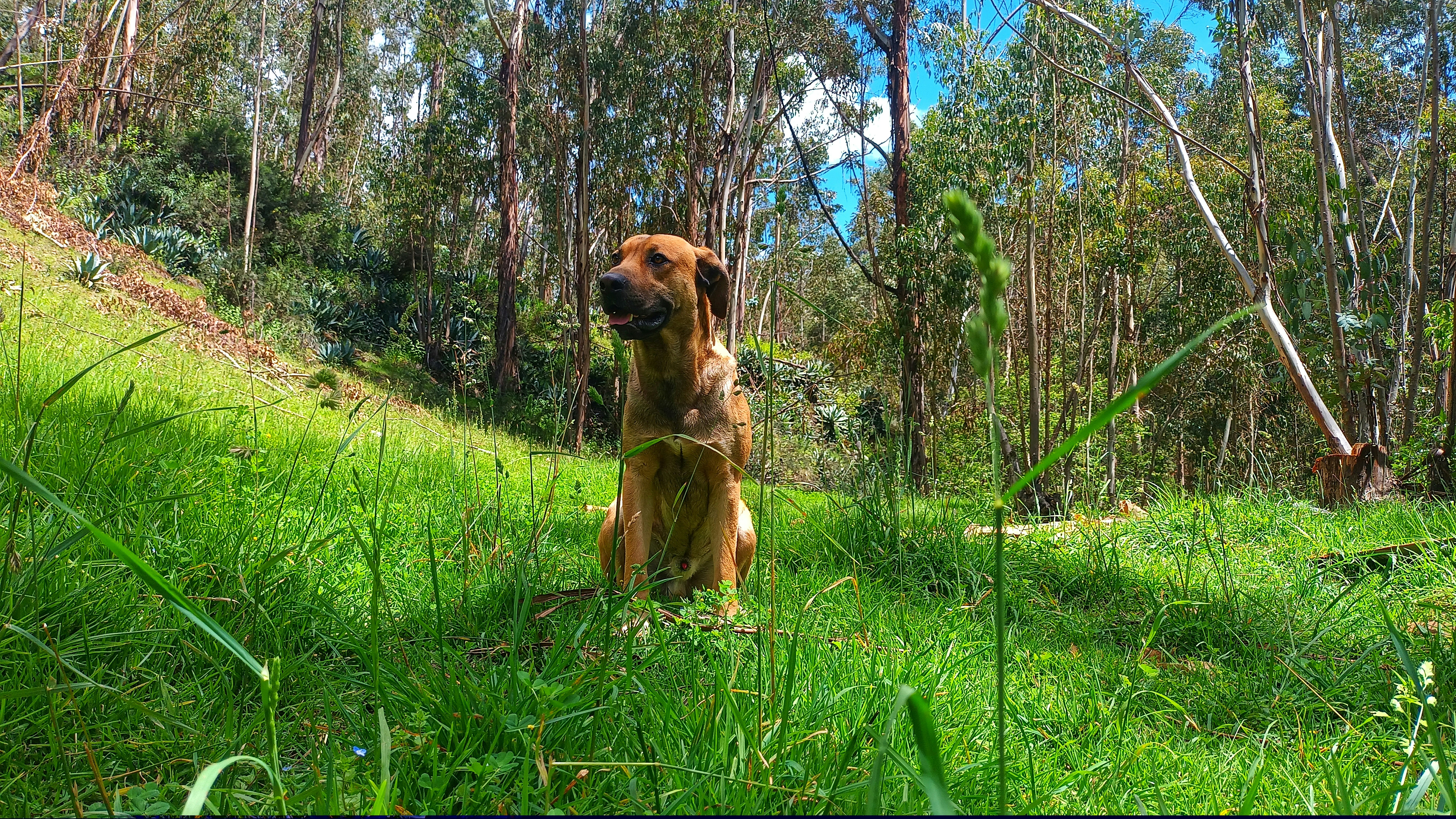 Centered Spaniel Amid an Emerald Clearing