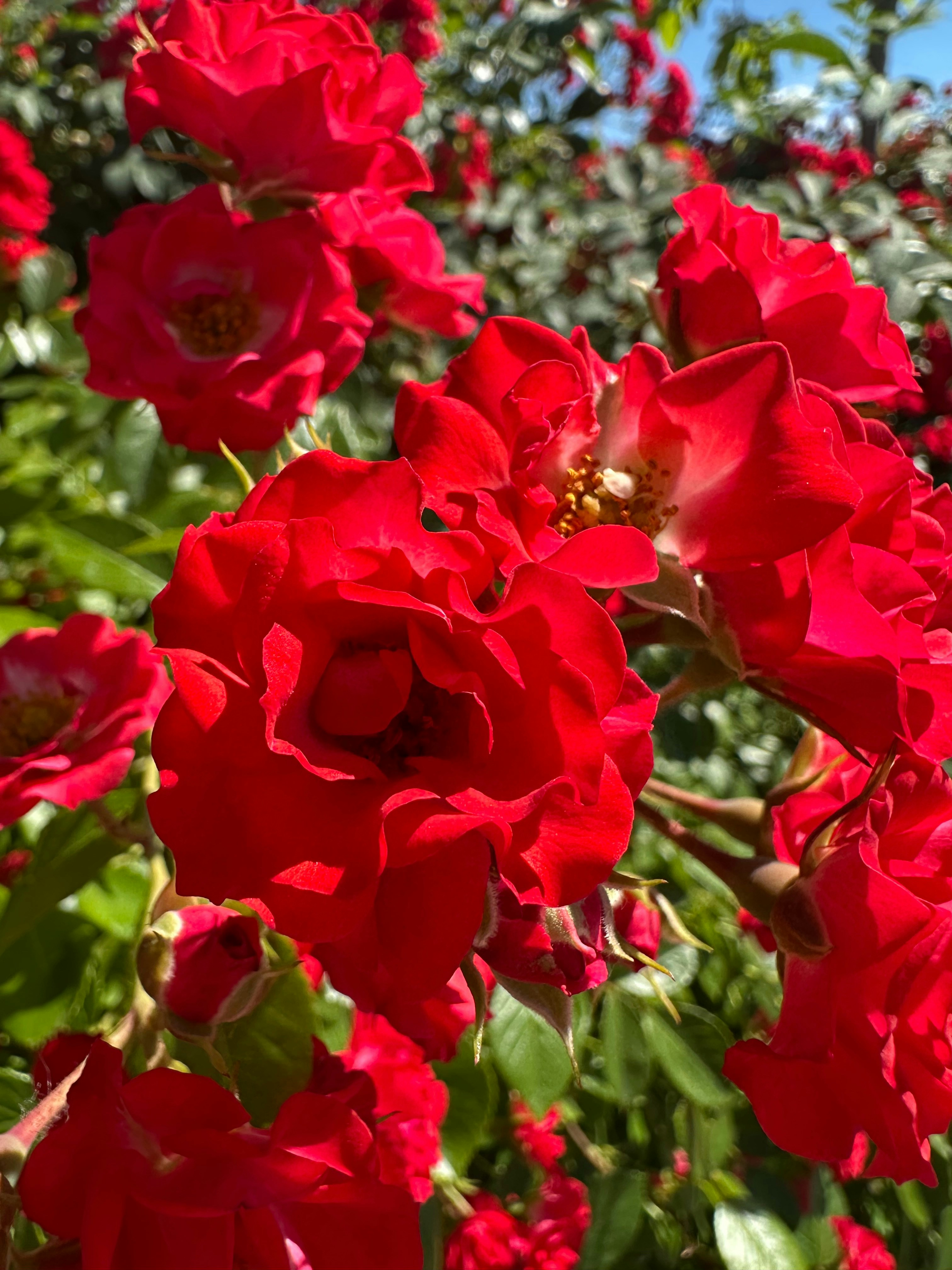 Crimson Bloom Mosaic