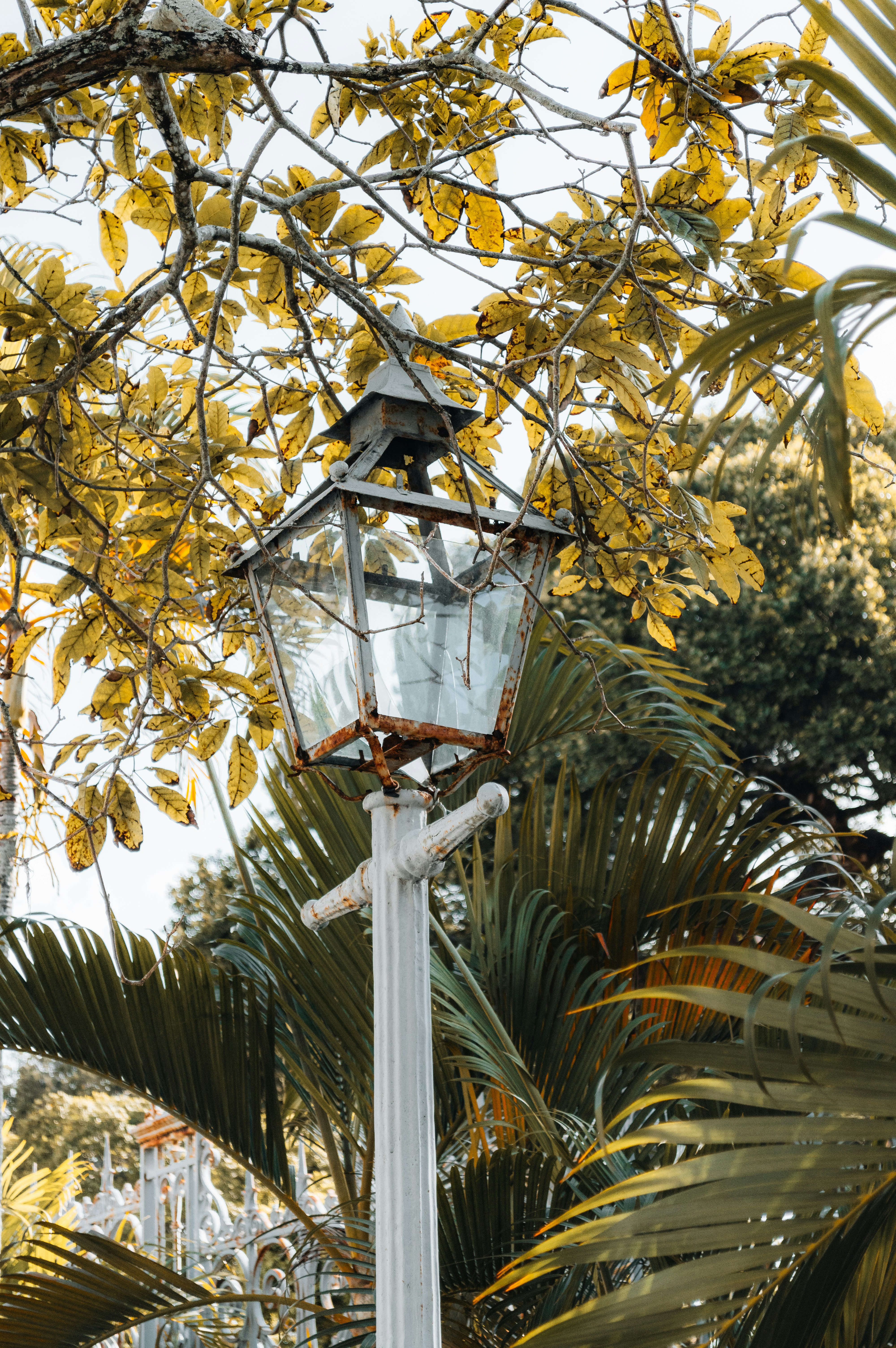 Rust and Glass: A Lantern in a Golden Canopy