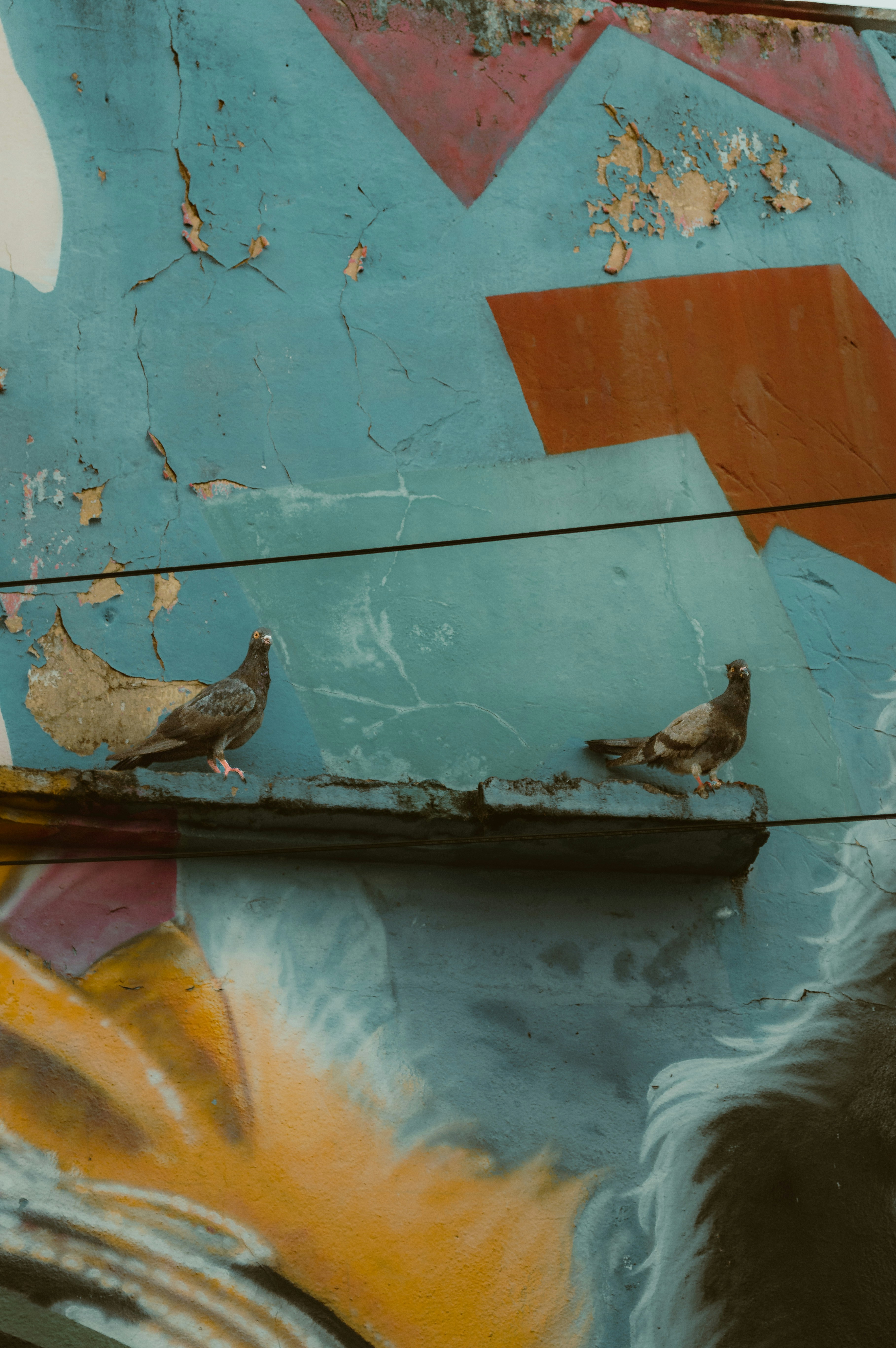 Urban Doves on a Painted Verge