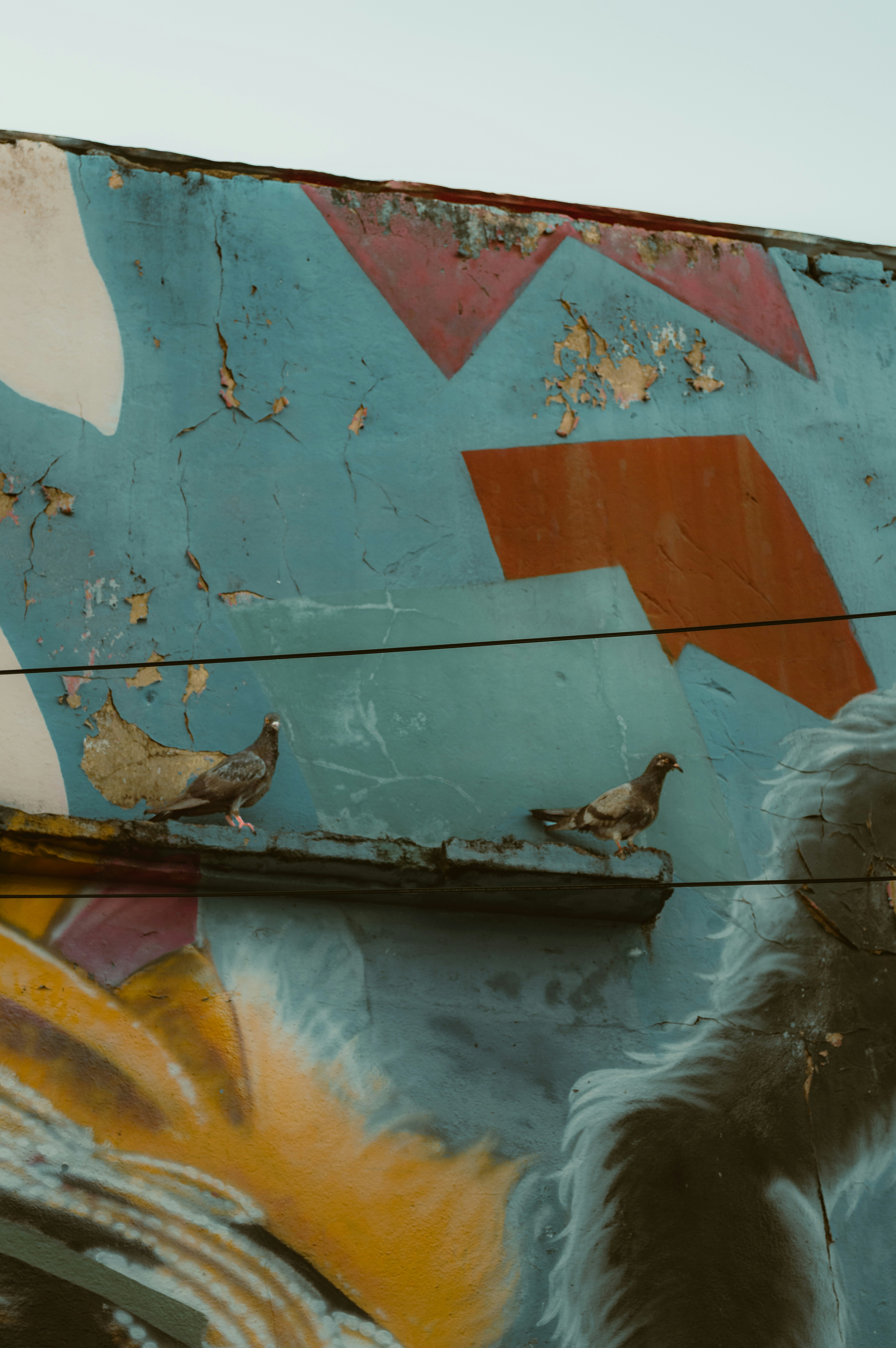 City Wall Mosaic: Birds Perched Along a Weathered Graffiti Panorama