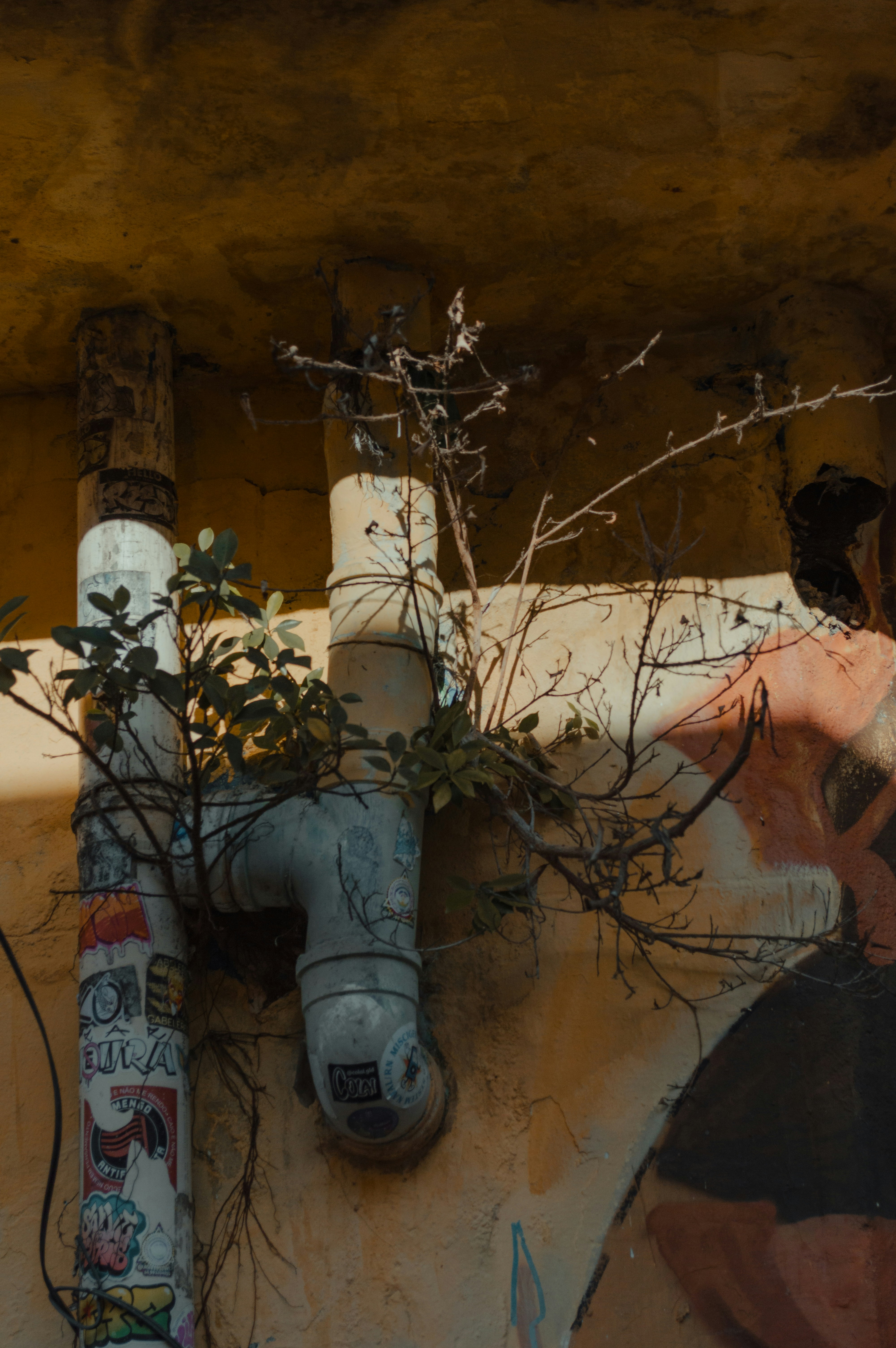 Overgrown Vents: A Quiet Portrait of Decay and Shadow