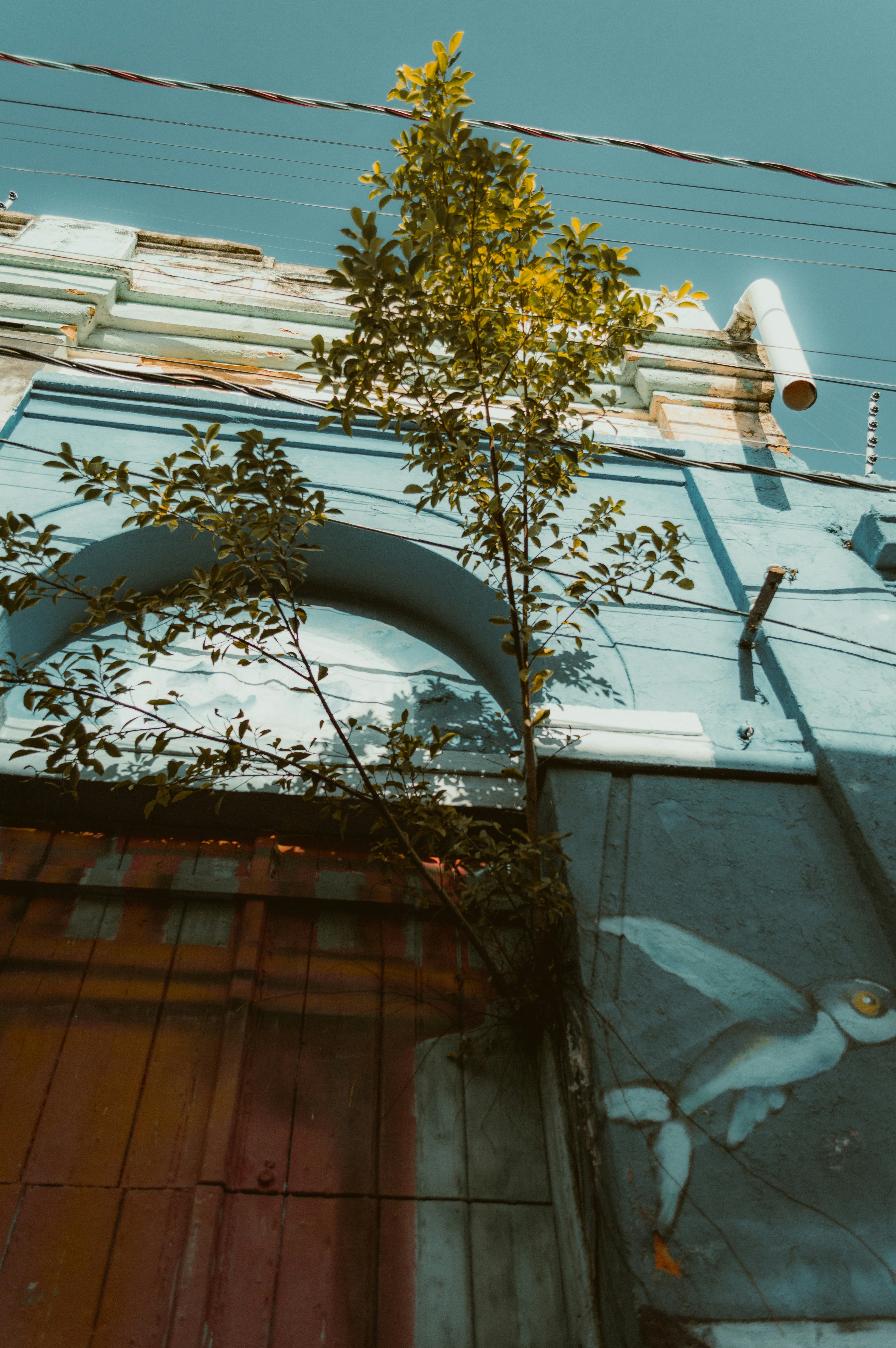 Vines Claiming a Quiet Blue Facade