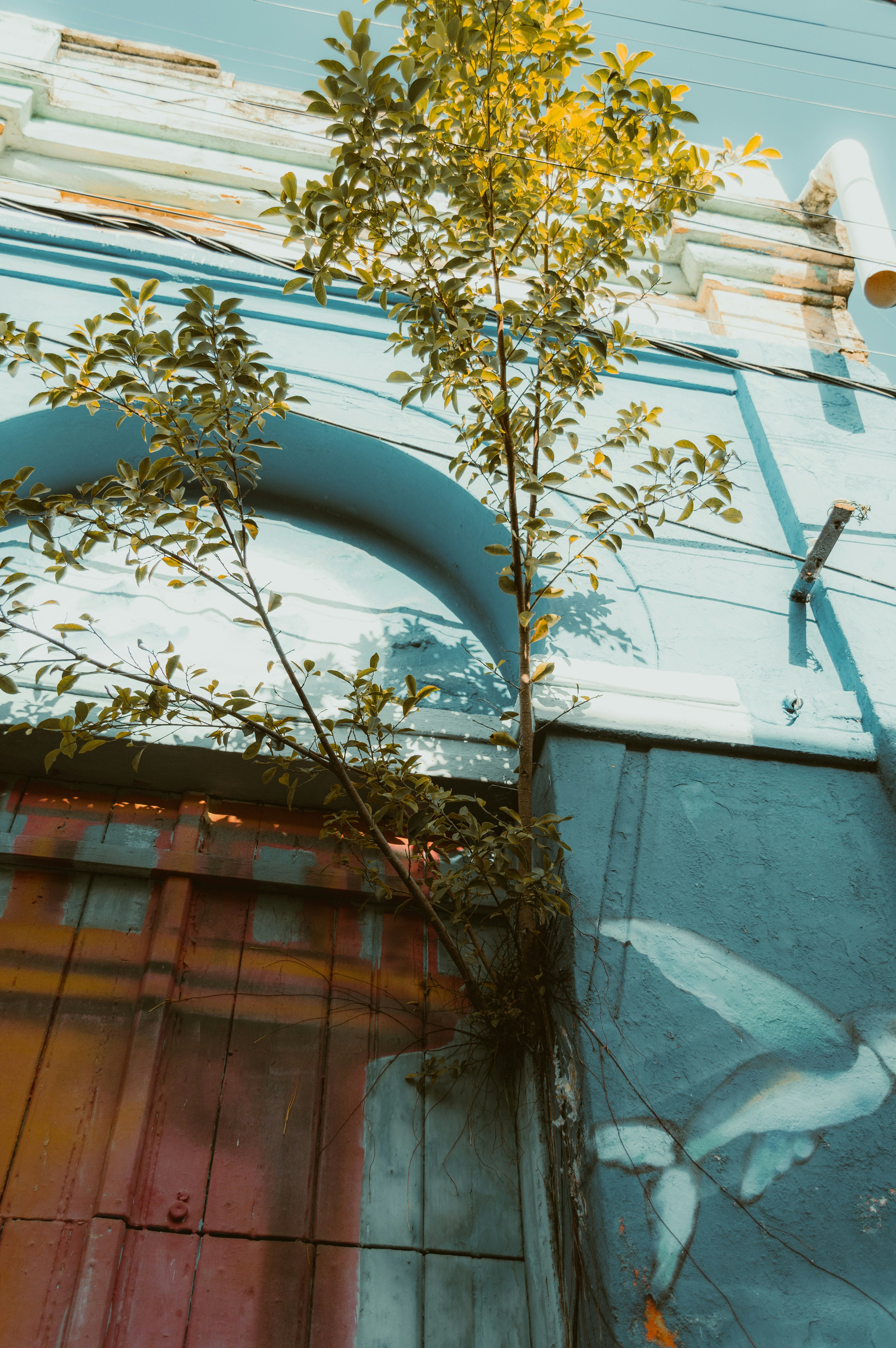 Vines Claim the Facade: A Sunlit Street Fresco in Pastel Blues