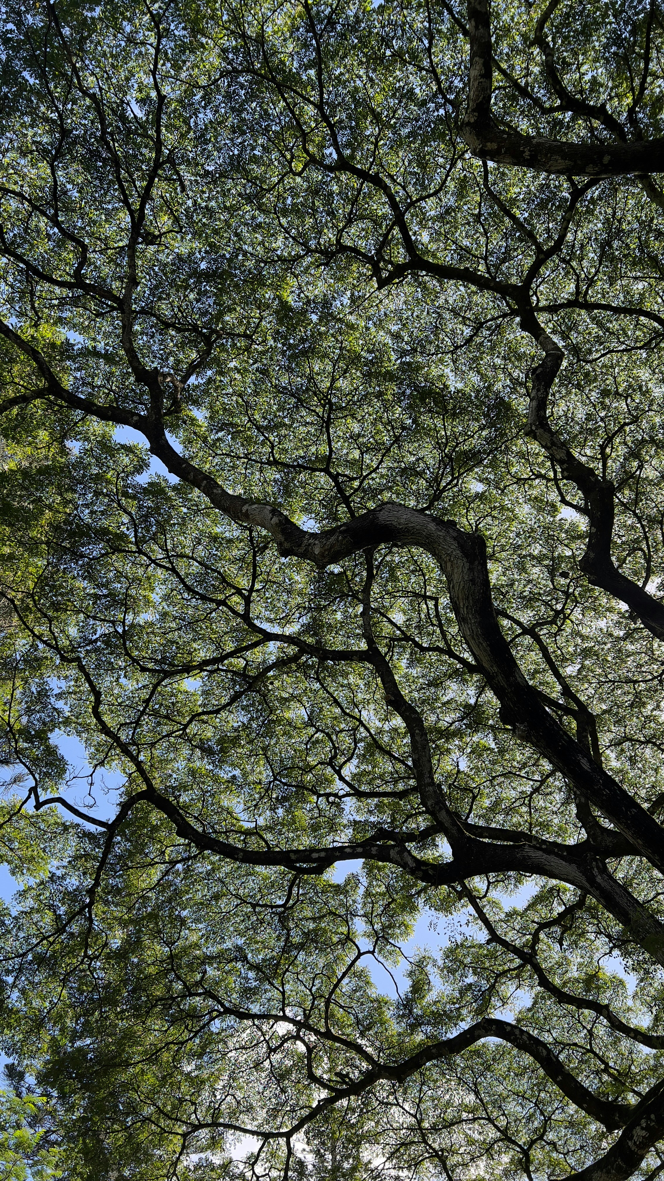 Branching Skyways: A Canopy of Silent Geometry