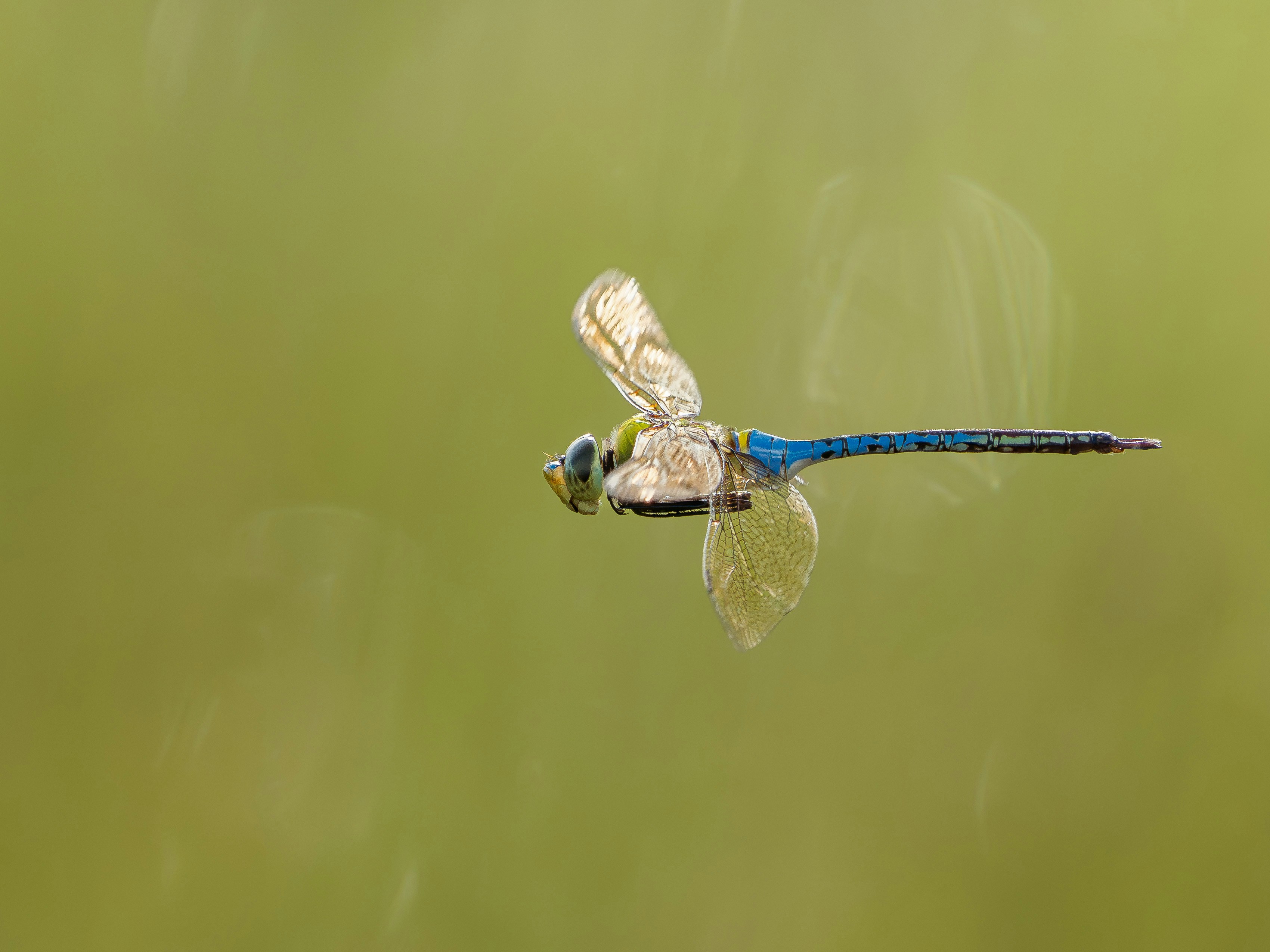 Azure Tail in Flight: a lone dragonfly skimming a sunlit meadow