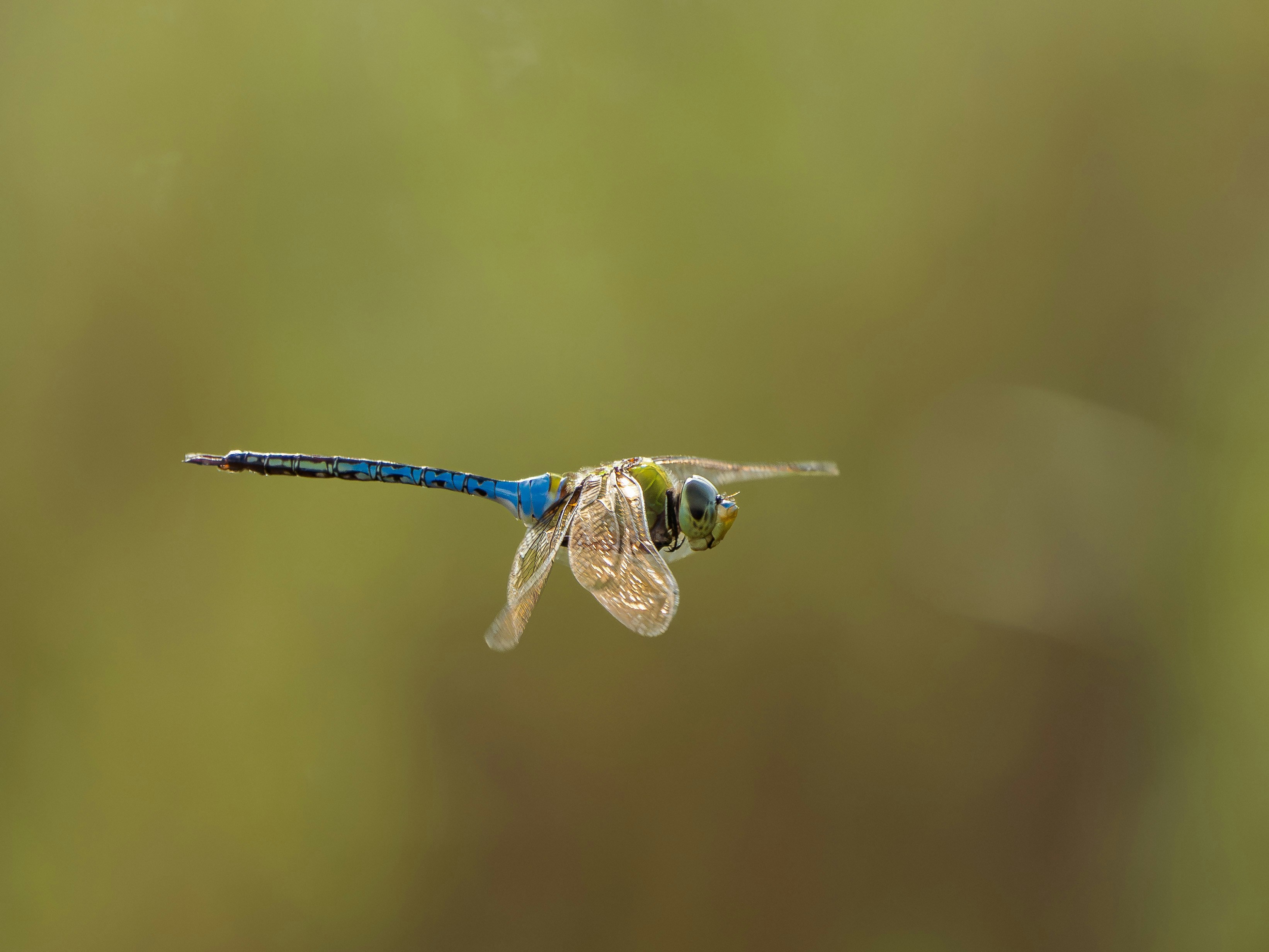 Aqua-Blue Dragonfly in Soft Green Blur