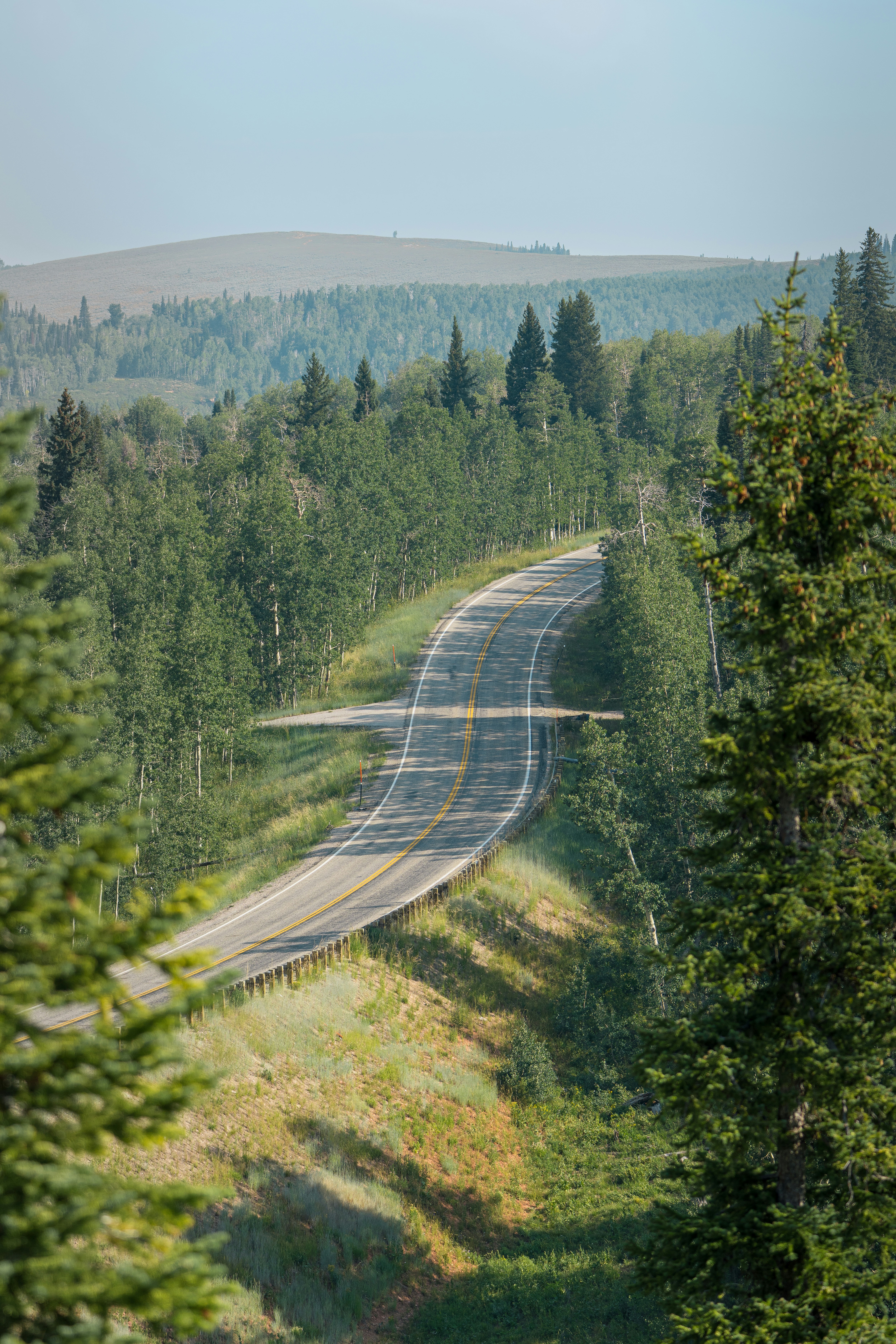 A curving road weaves through dense evergreen trees toward a distant hill, captured from a high vantage with long perspective depth. The scene emphasizes the road as the central element and the surrounding forest and hillside. (Note: landscape photograph)