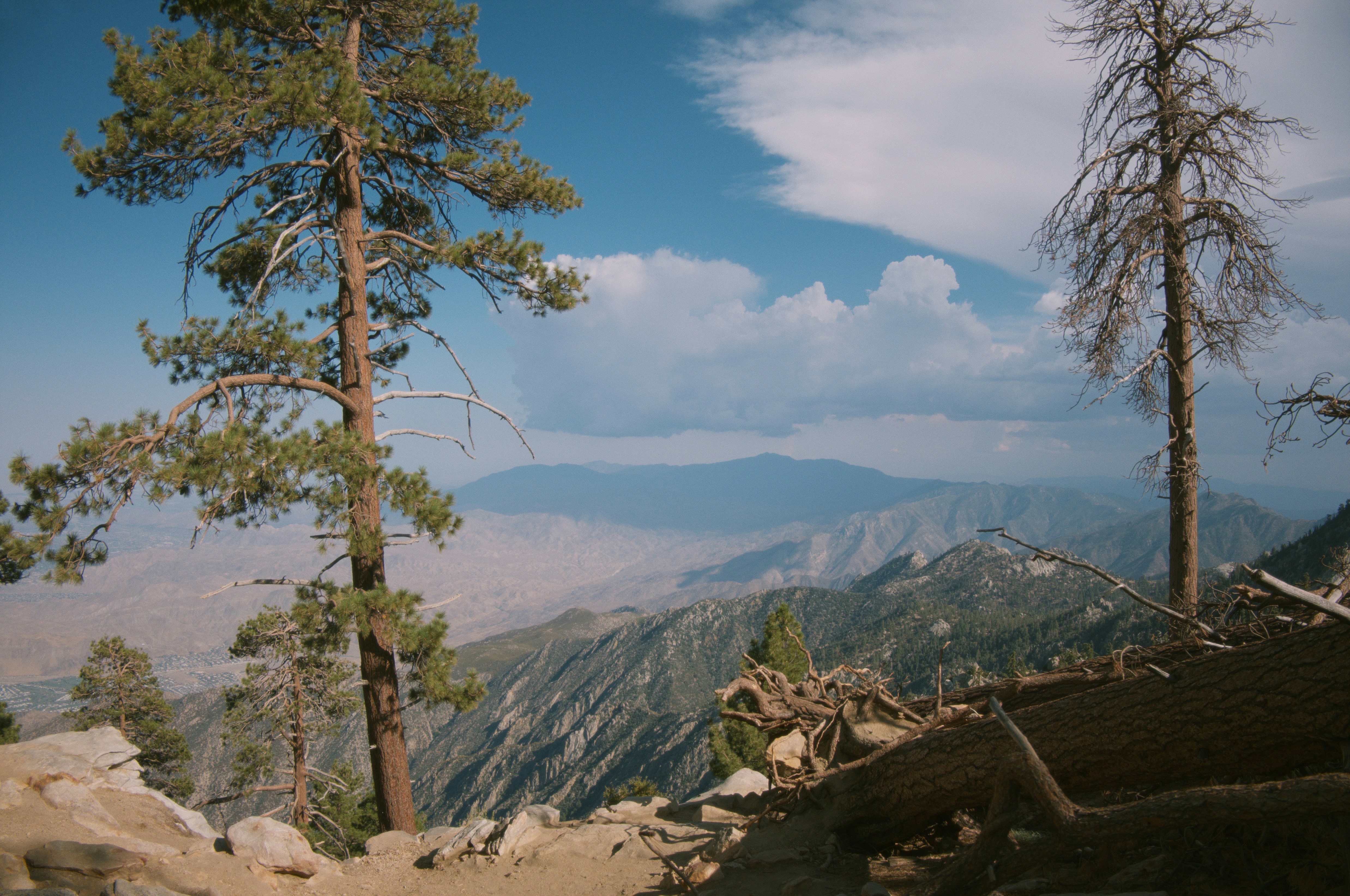 Horizon Overlook: Pine silhouettes and distant ridges