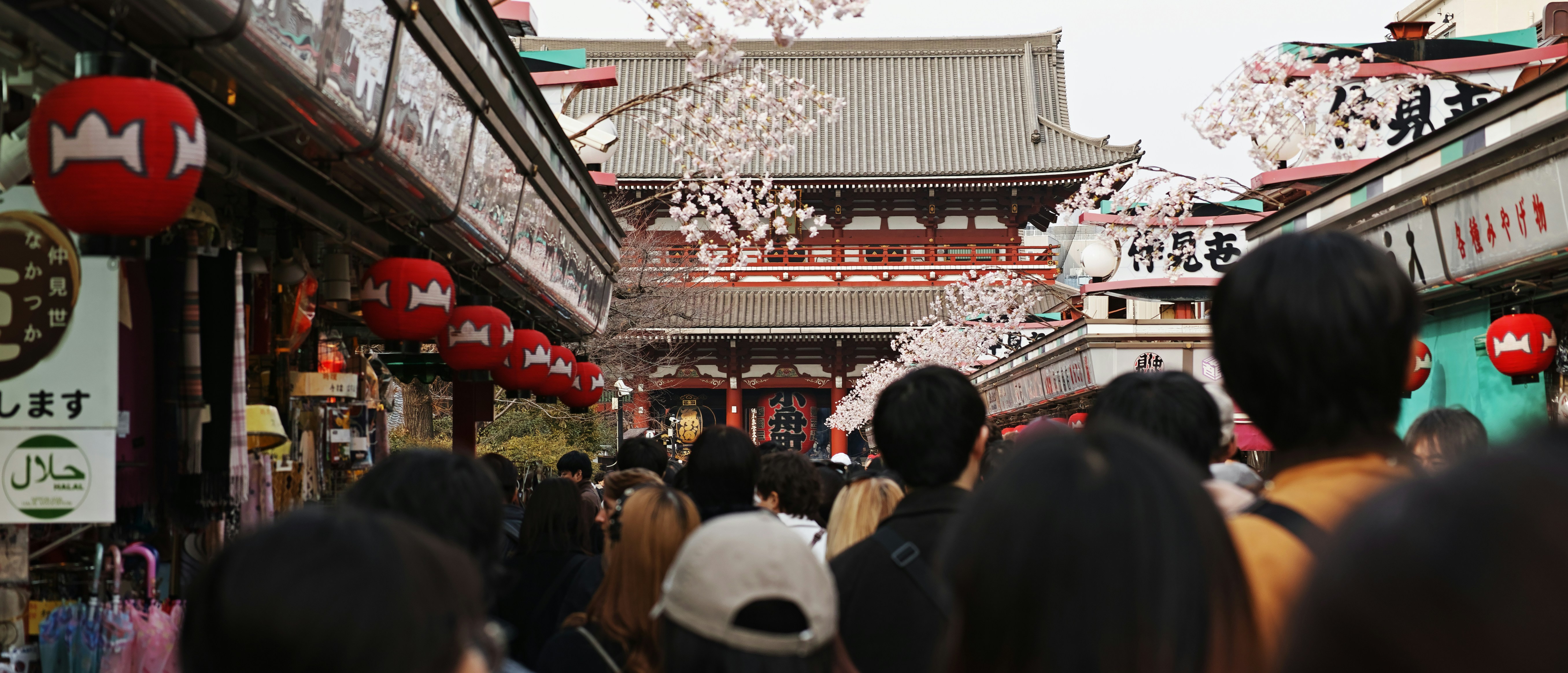 Temple Gate Echoes Through a Blossoming Street