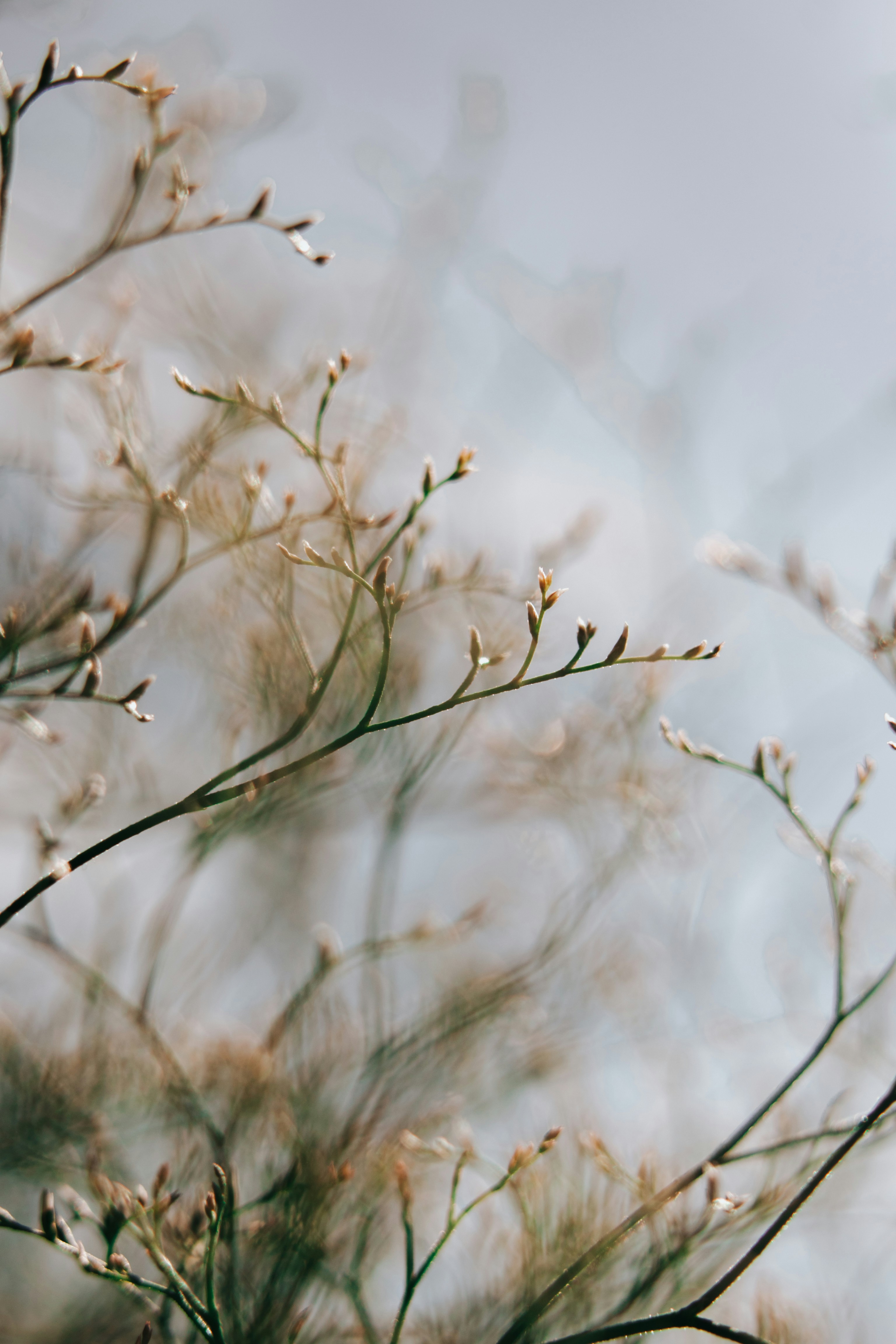 Tender Buds in Soft Backlight
