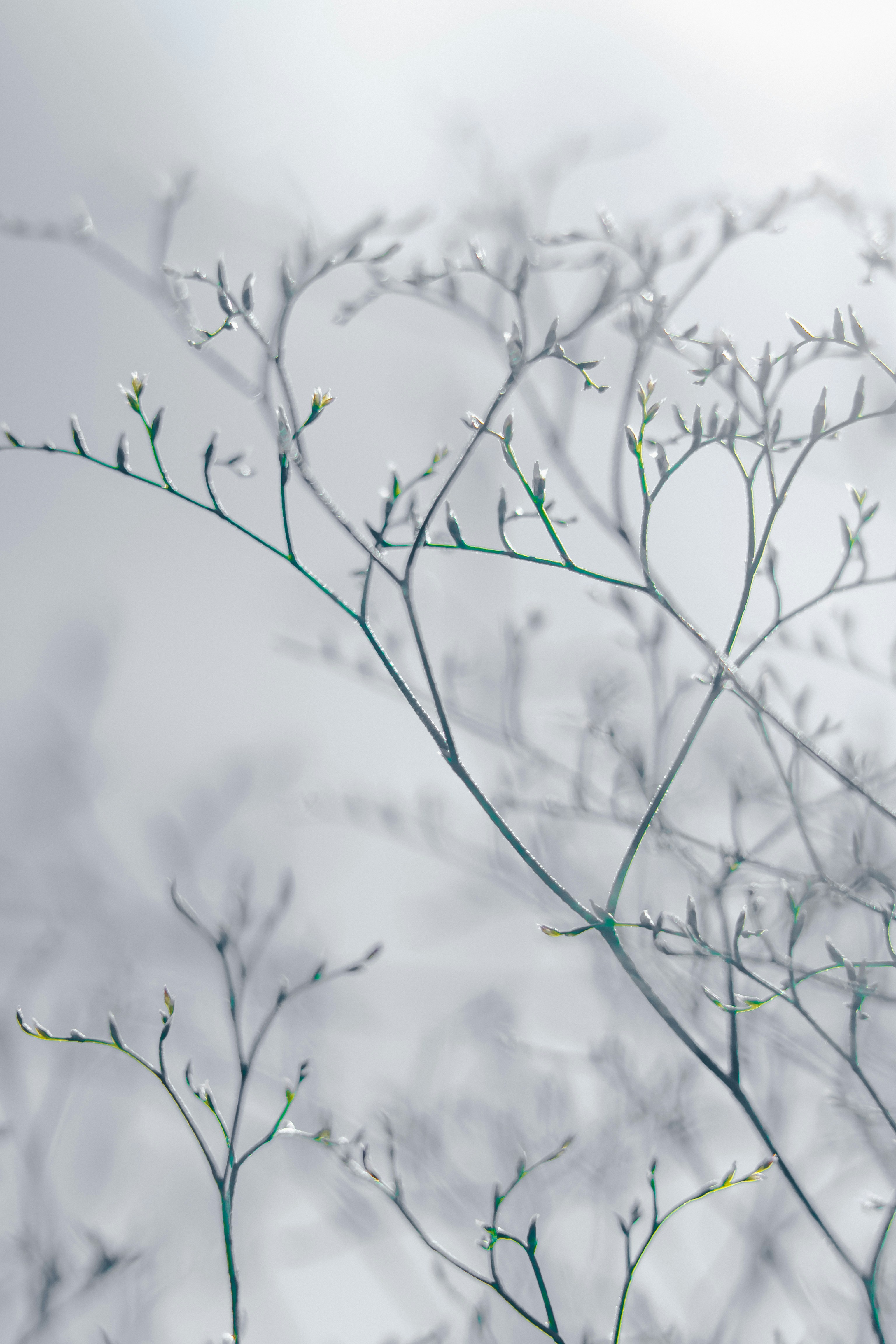 Winter Silk: Frosted Branches in Soft Focus