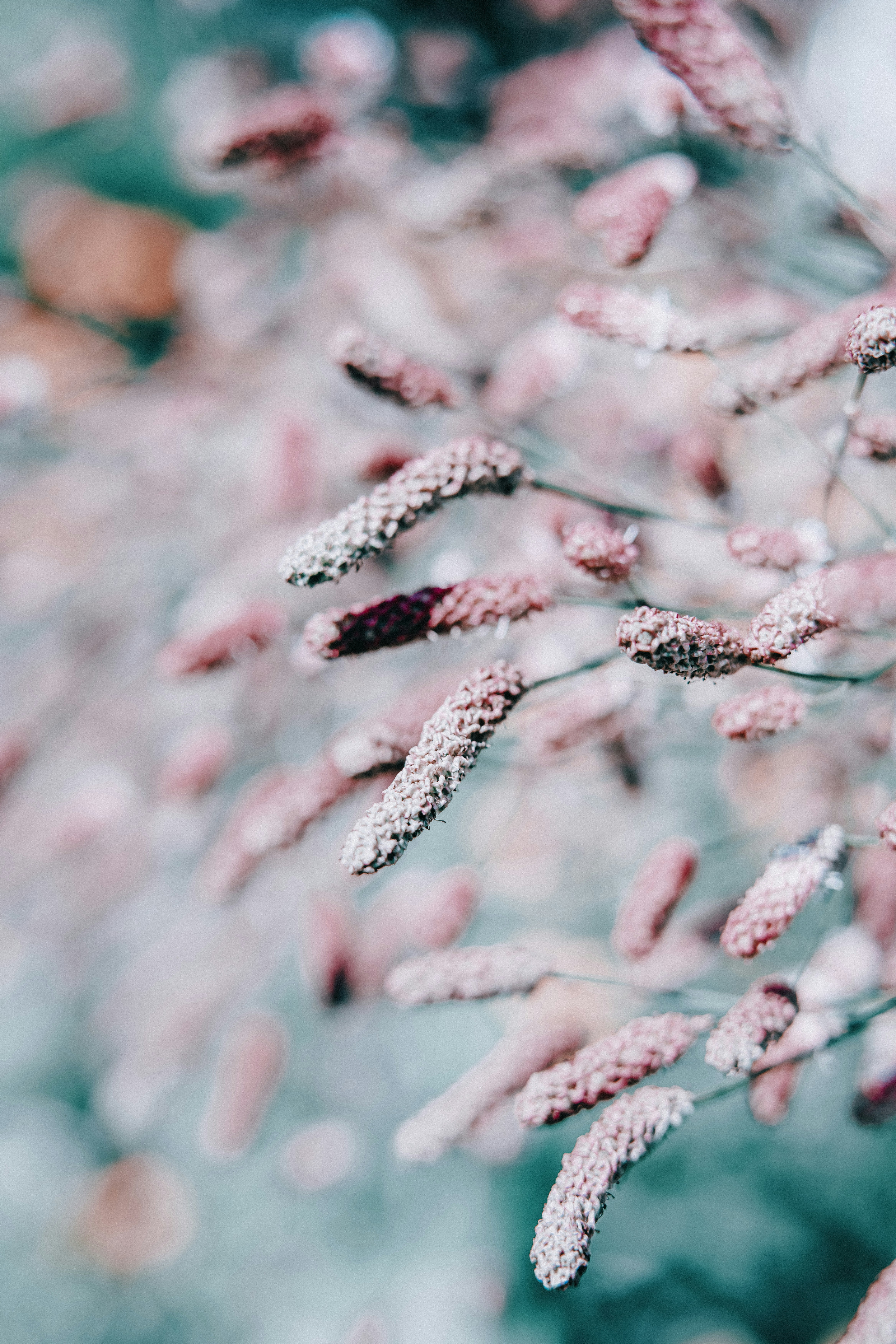 Frosted Catkins in Soft Focus
