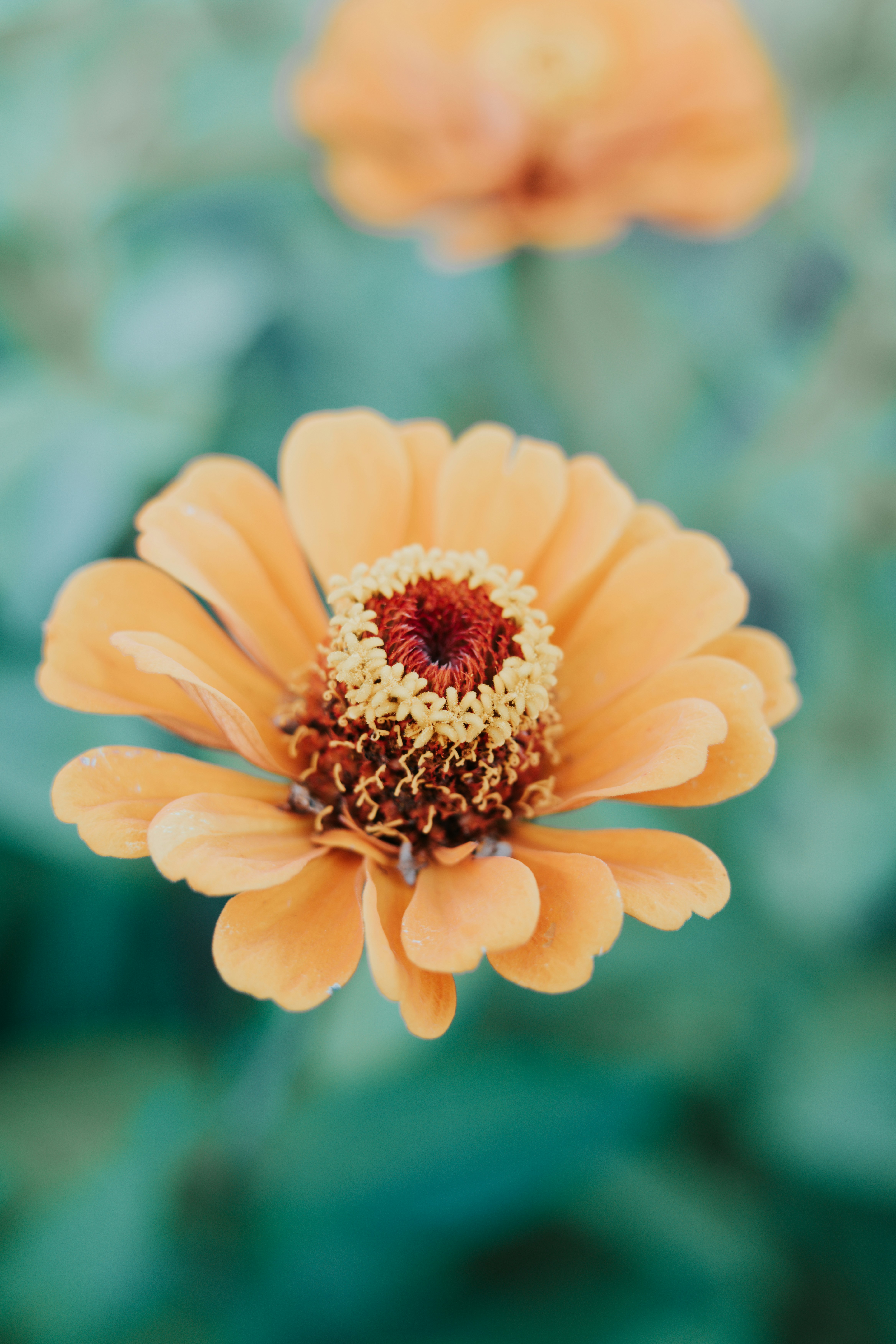 Orange Zinnia in Soft Focus: A Close-Up of Veined Petals and a Center of Texture