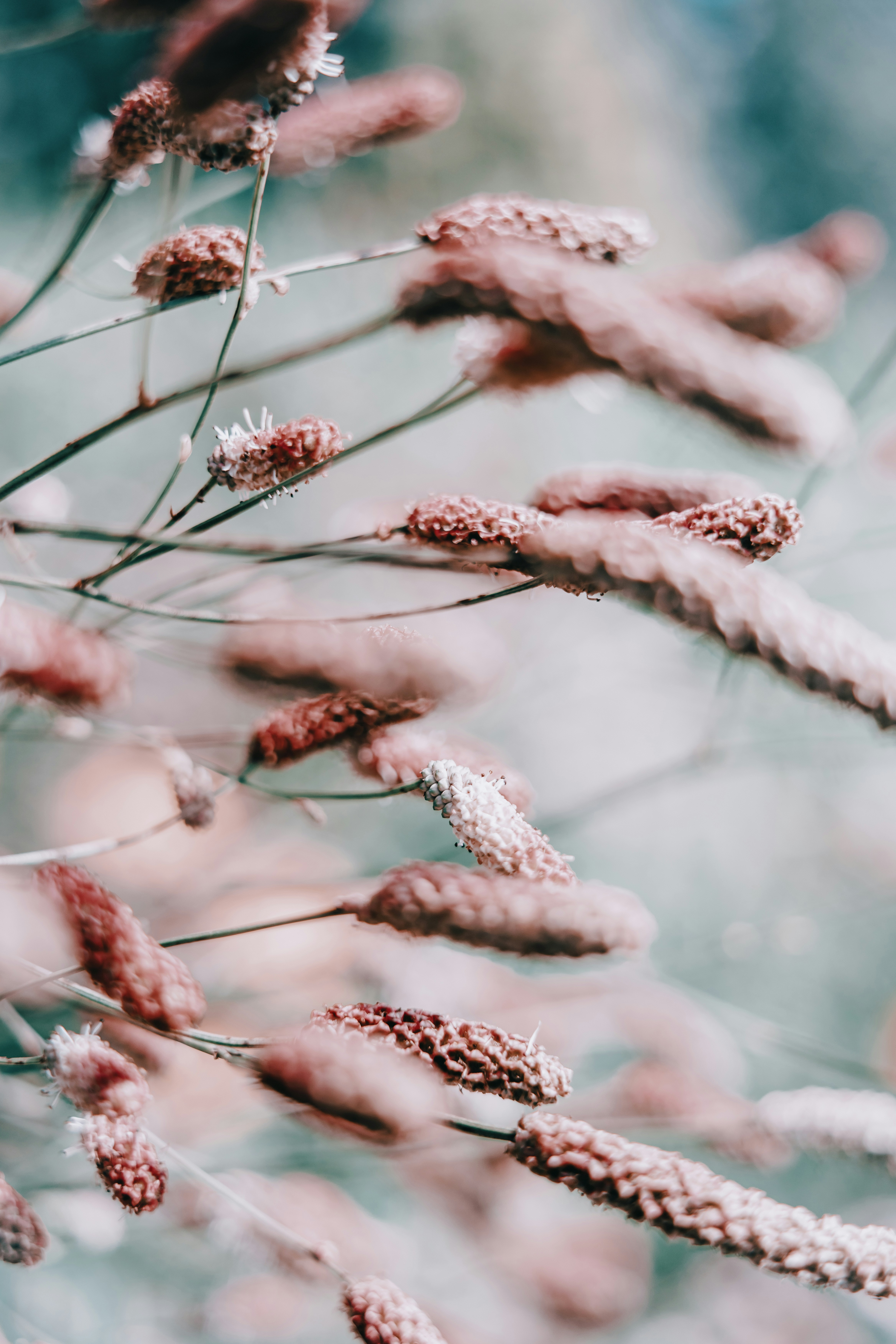 Soft Bloom in Motion: Plush Seed Heads against a Dreamy Teal Backdrop
