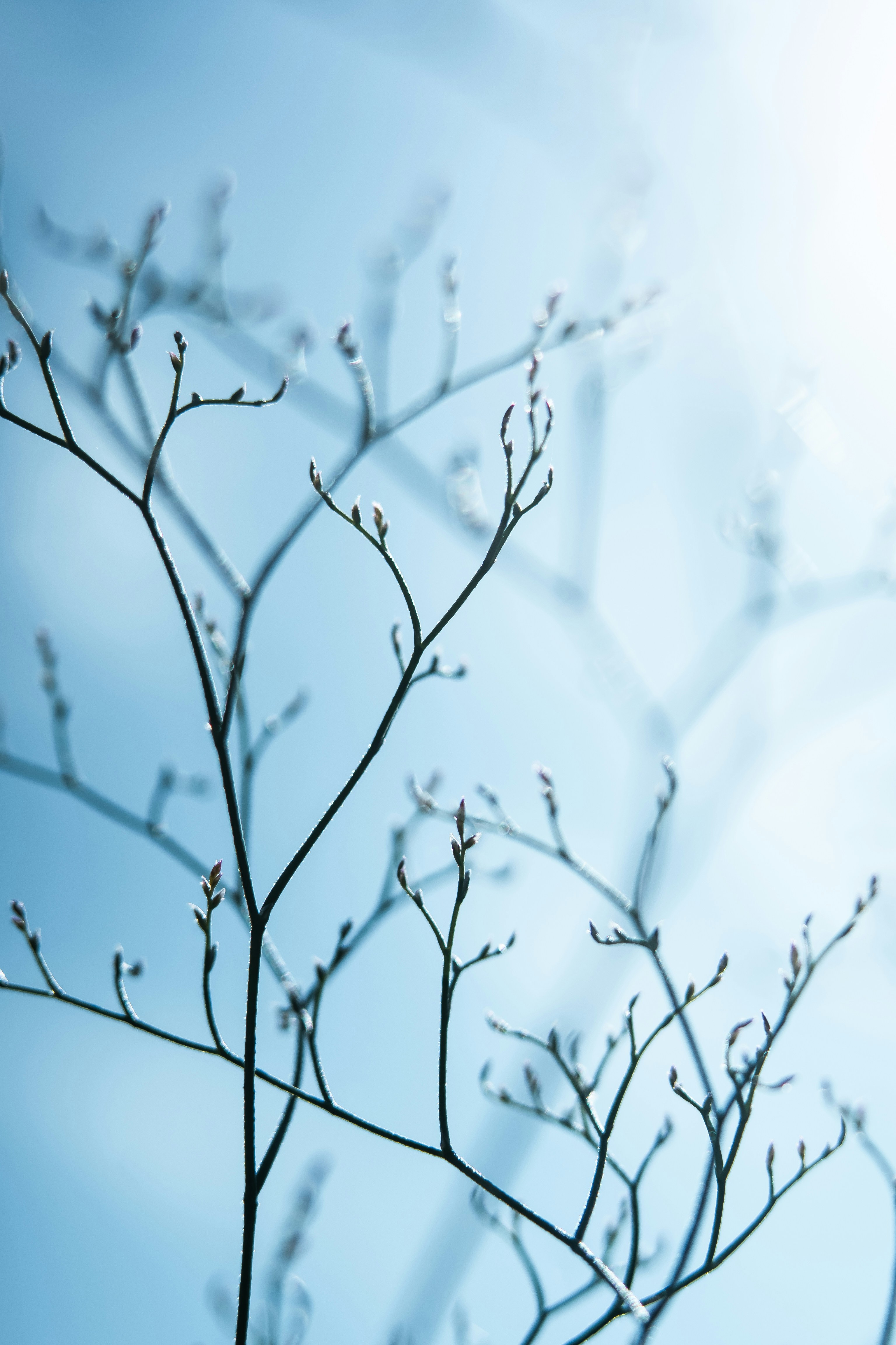 Bare Branches Reaching Toward a Pale Sky