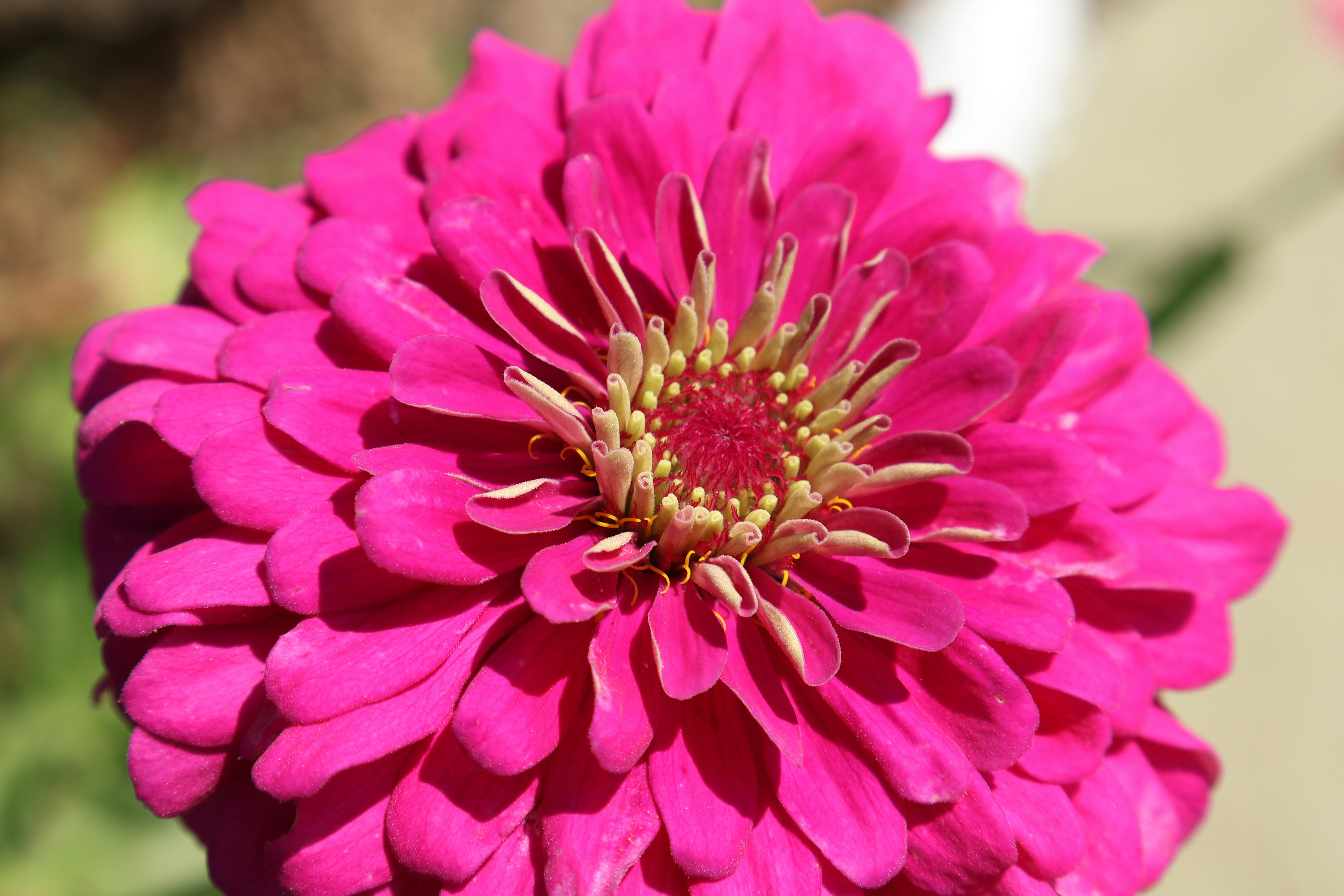 Crimson Bloom: A Close-Up of Magenta Petals and Central Disk