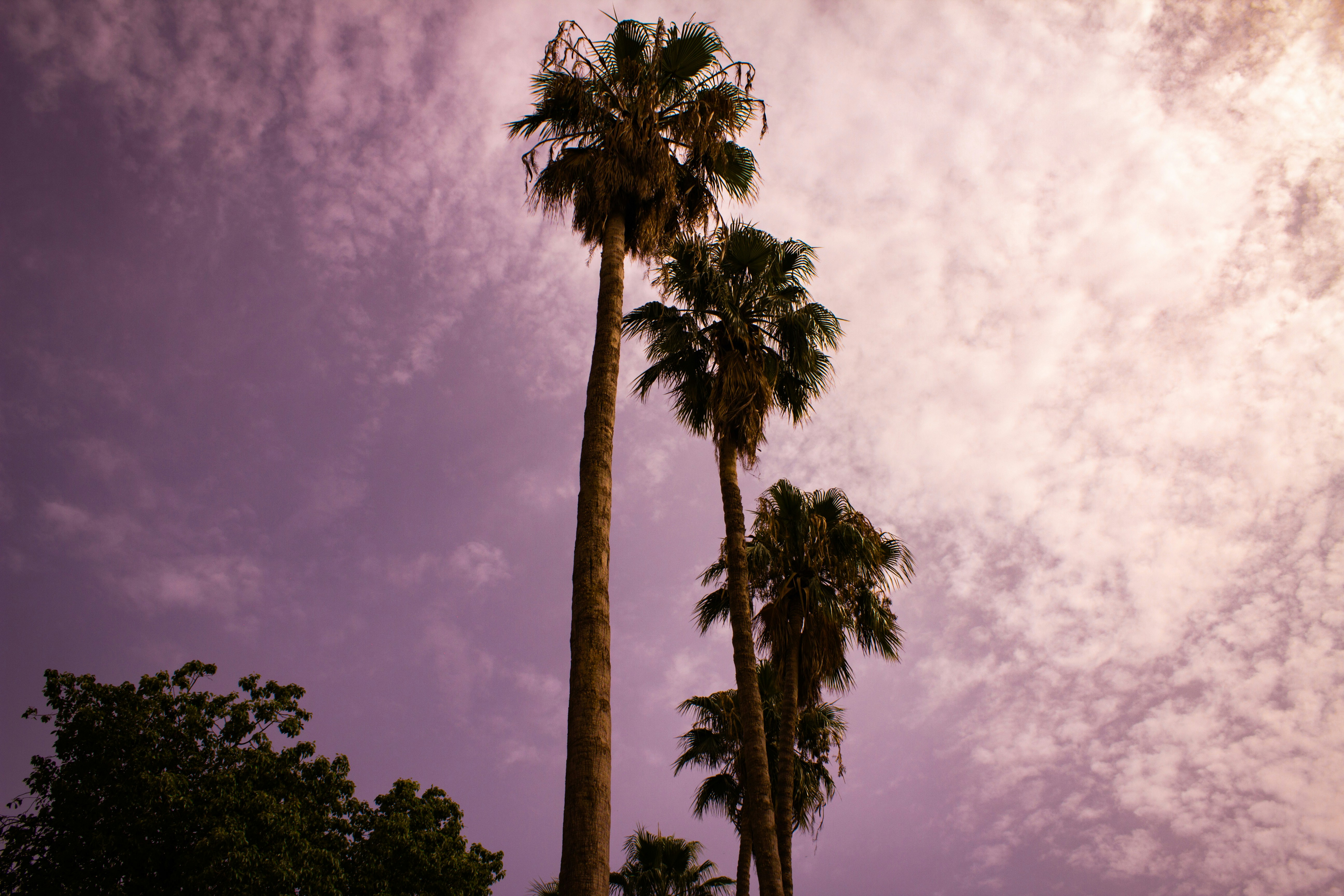Twin Palms Against A Pink-Hue Sky