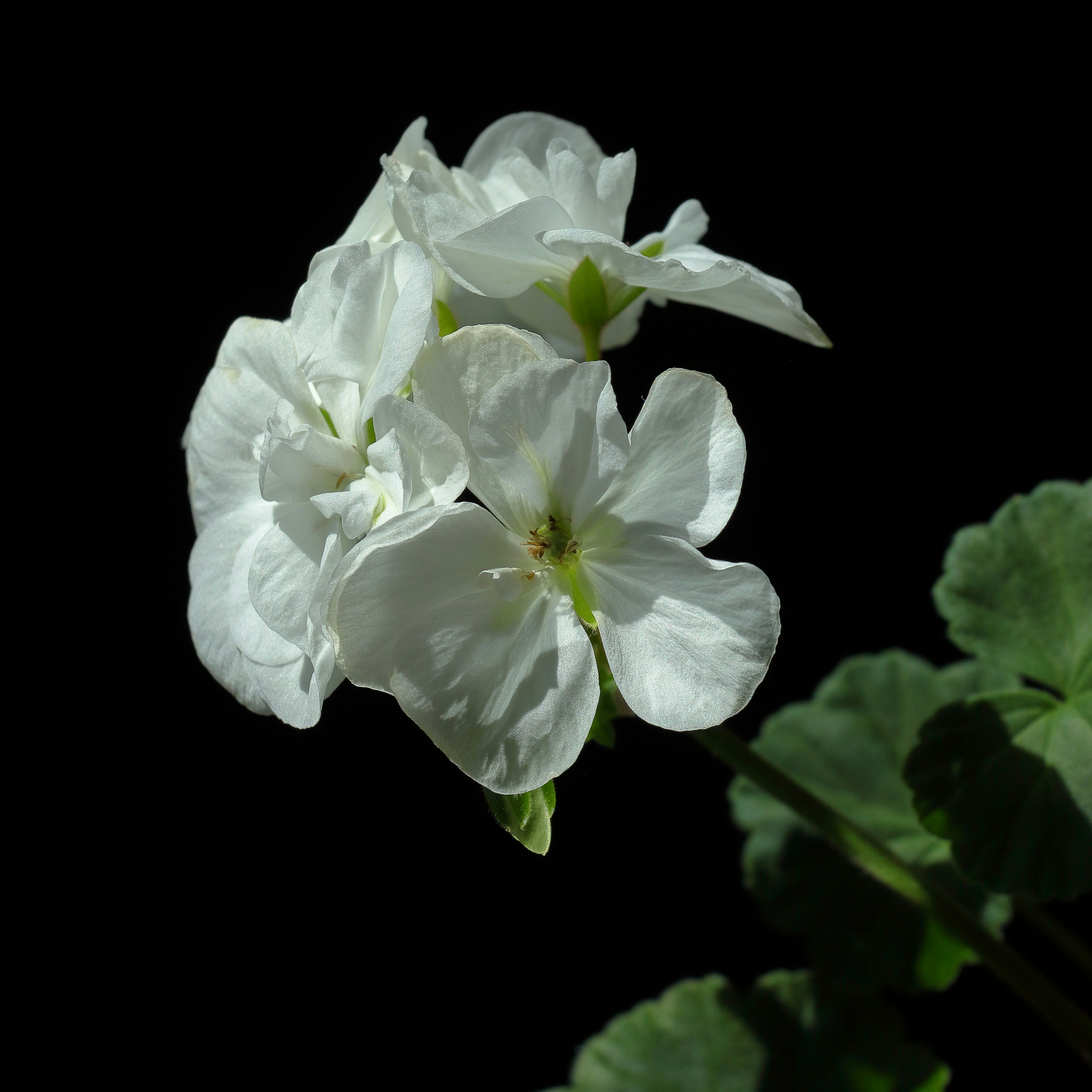 White Orchid Blossom Against Velvet Night
