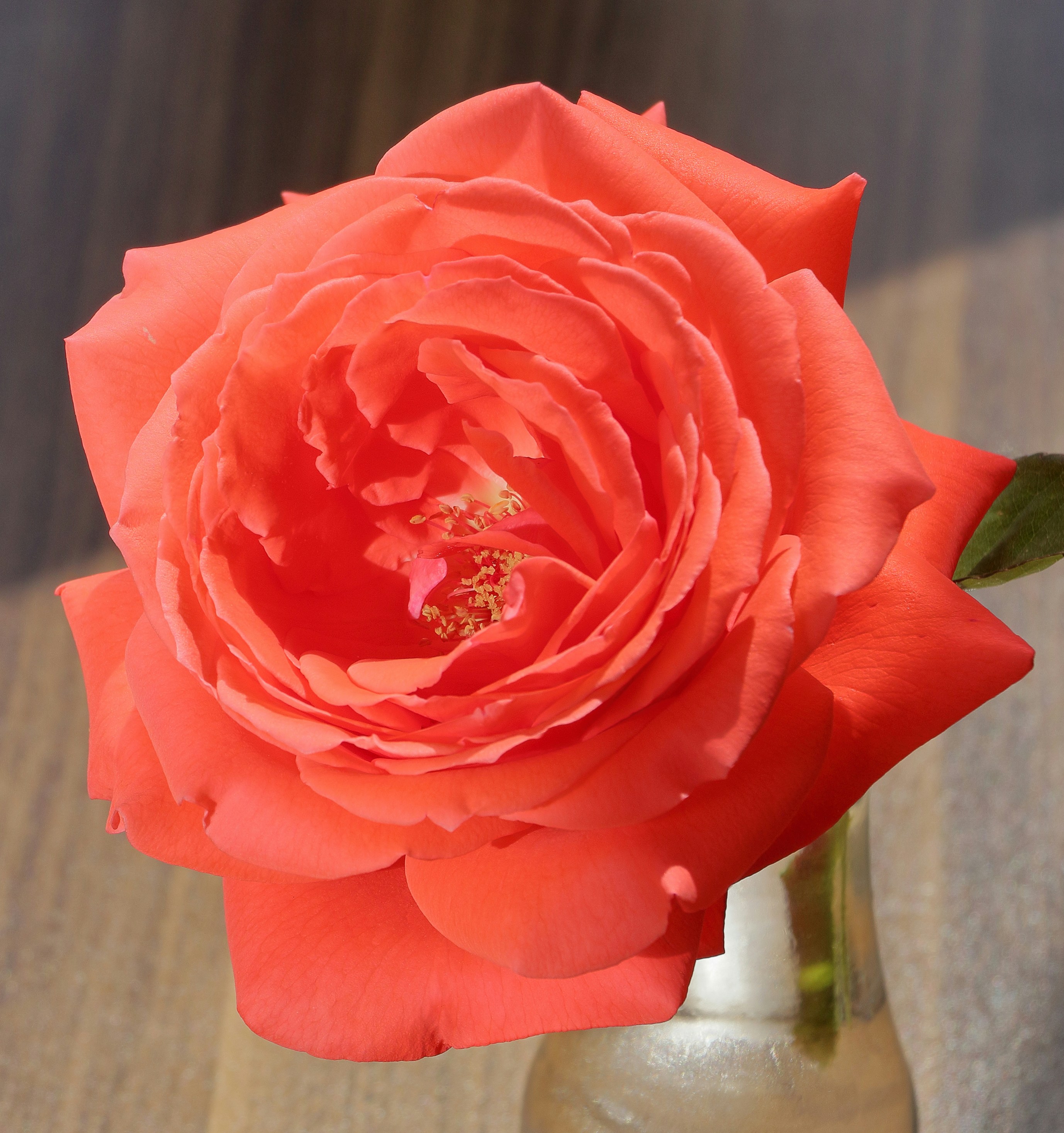 Rosy Vignette: A Single Coral Bloom in Focus
