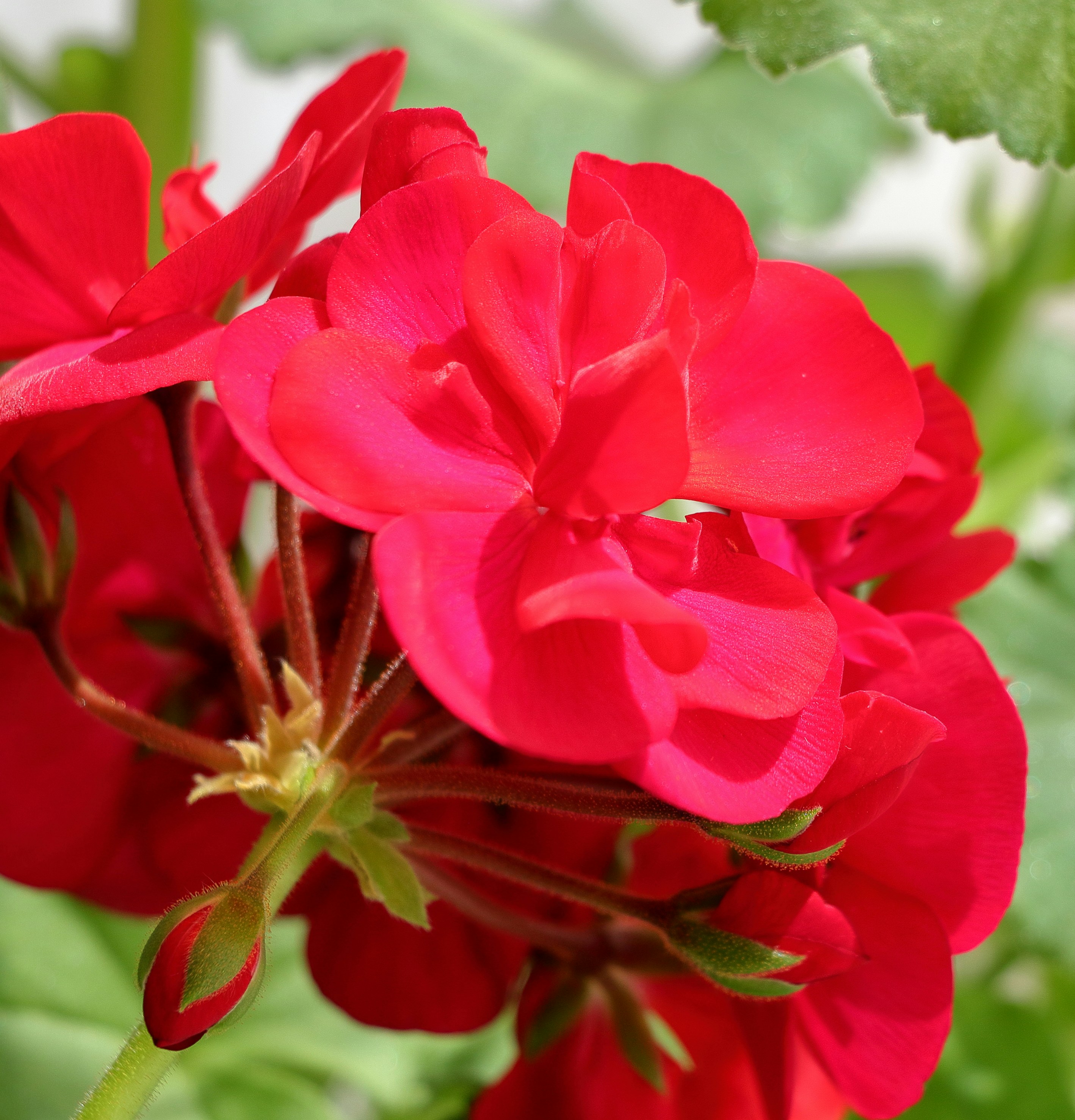 Crimson Petal Cluster: A Close-Up of Rich Red Geranium Blossoms