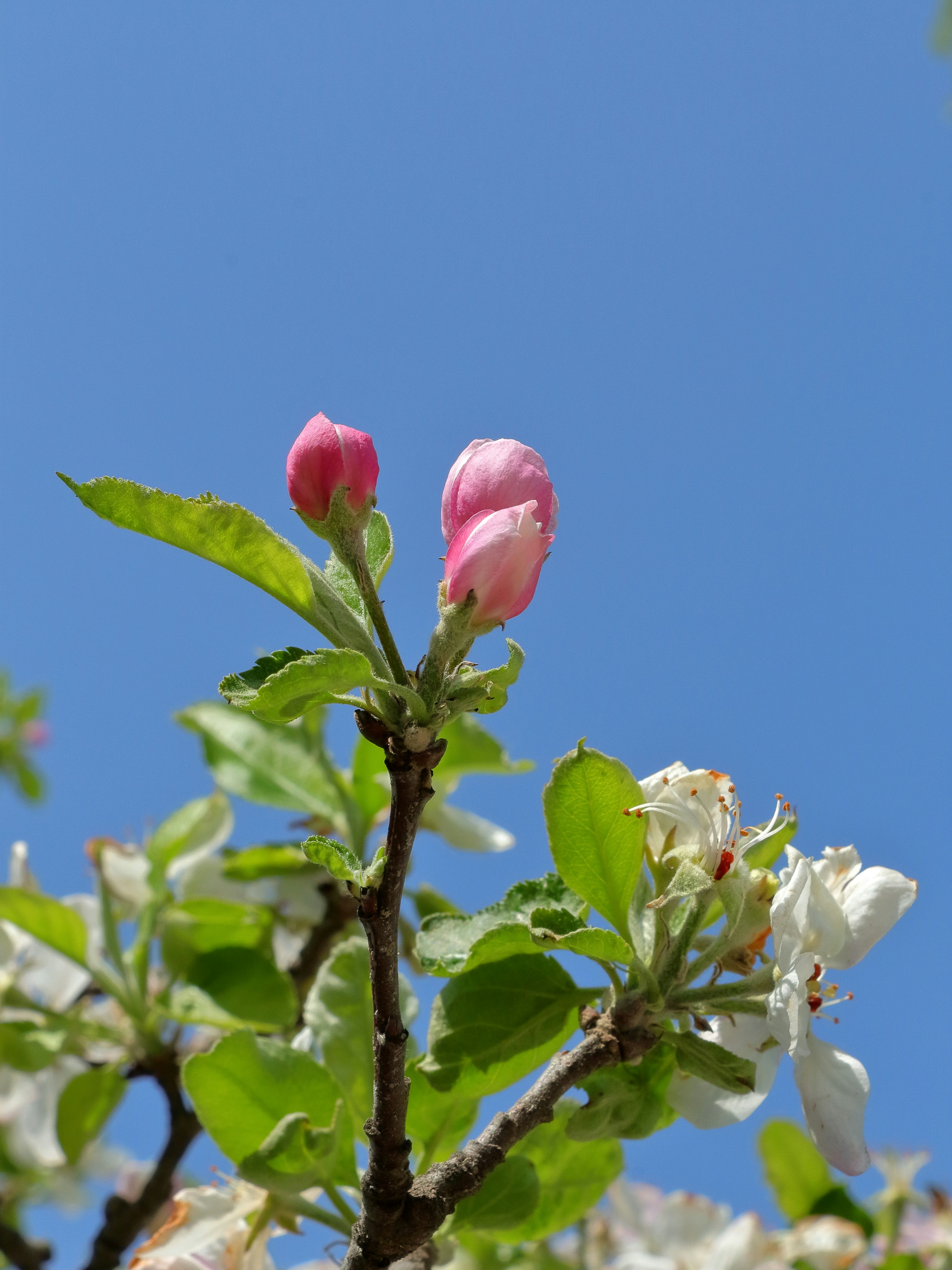 Blossom Beacons: Pink Buds Reach Toward a Clear Sky