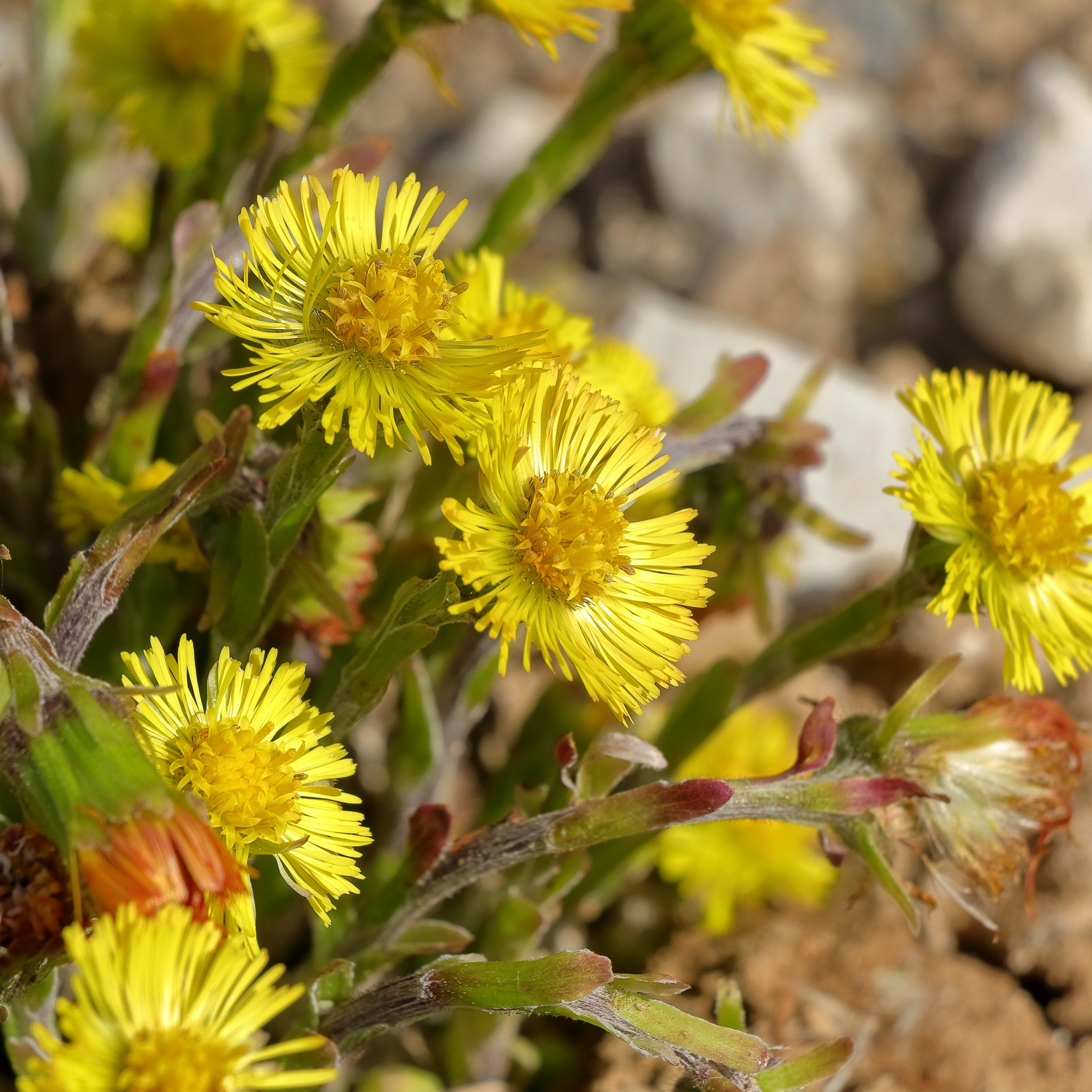 Bright Dandelion Bouquet: Sunlit Yellow Faces in Spring Verge