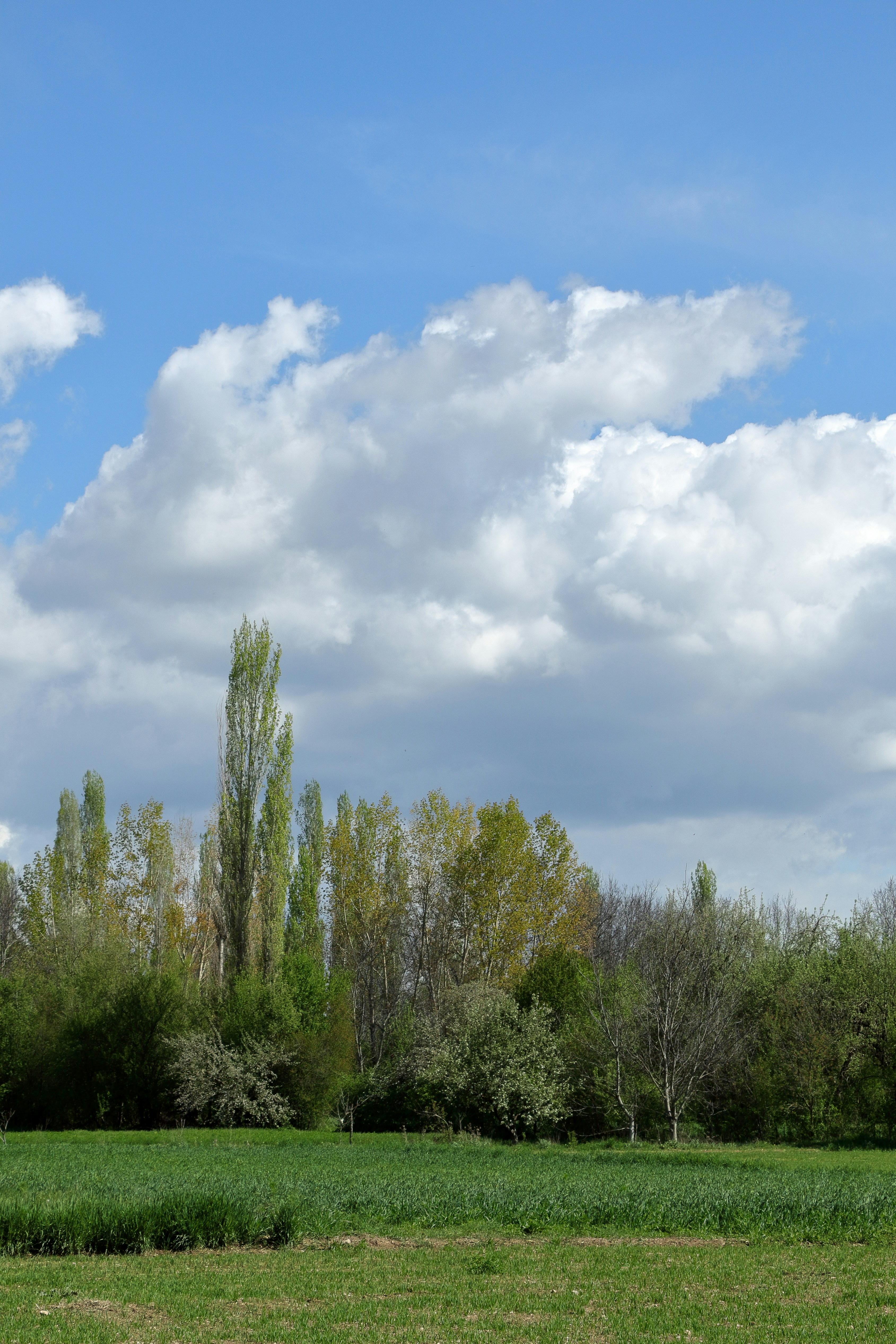 Quiet Horizon: Trees and Clouds Beneath an Expansive Sky