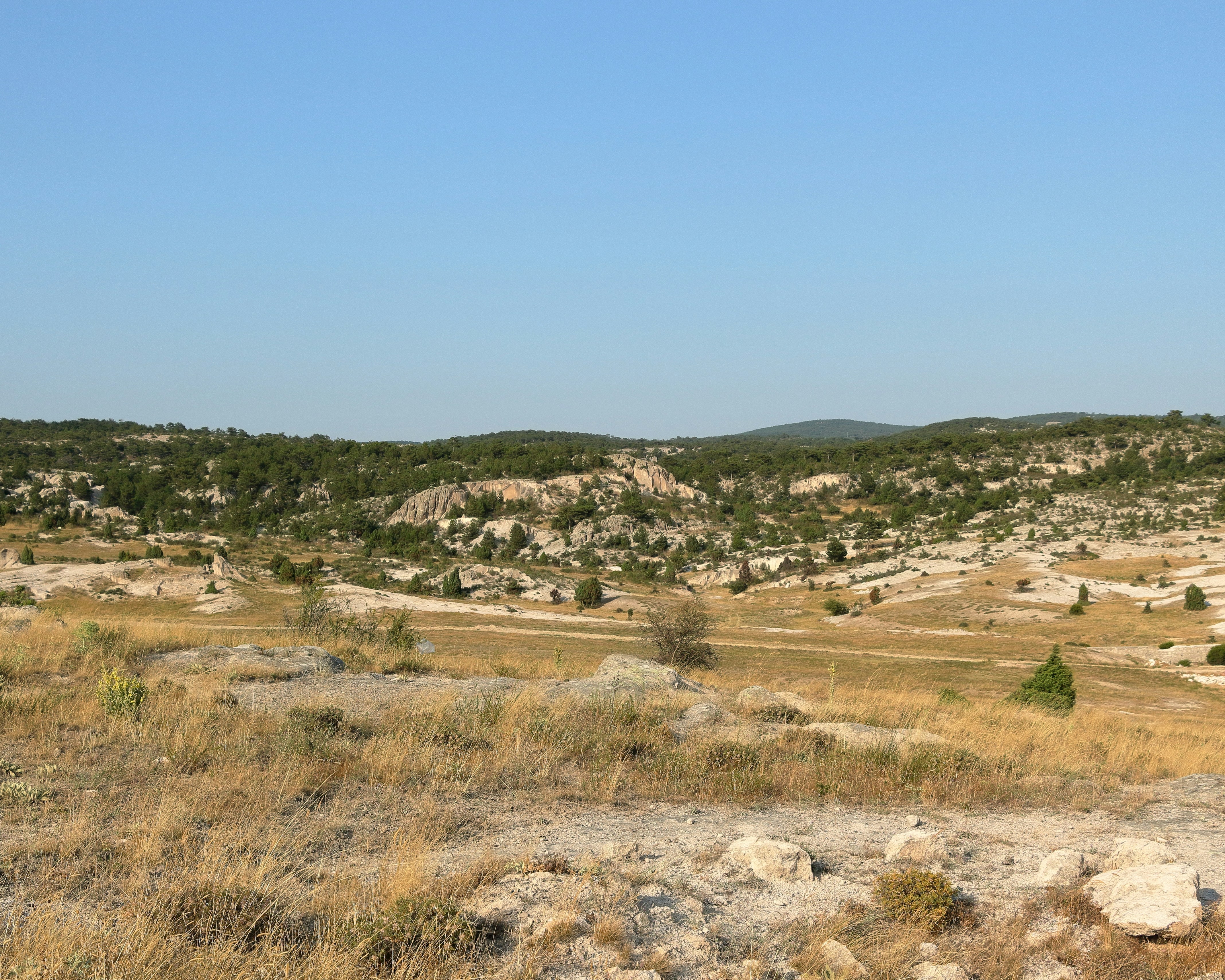 Desert Valley Horizon: Golden Scrubland Beneath a Clear Sky