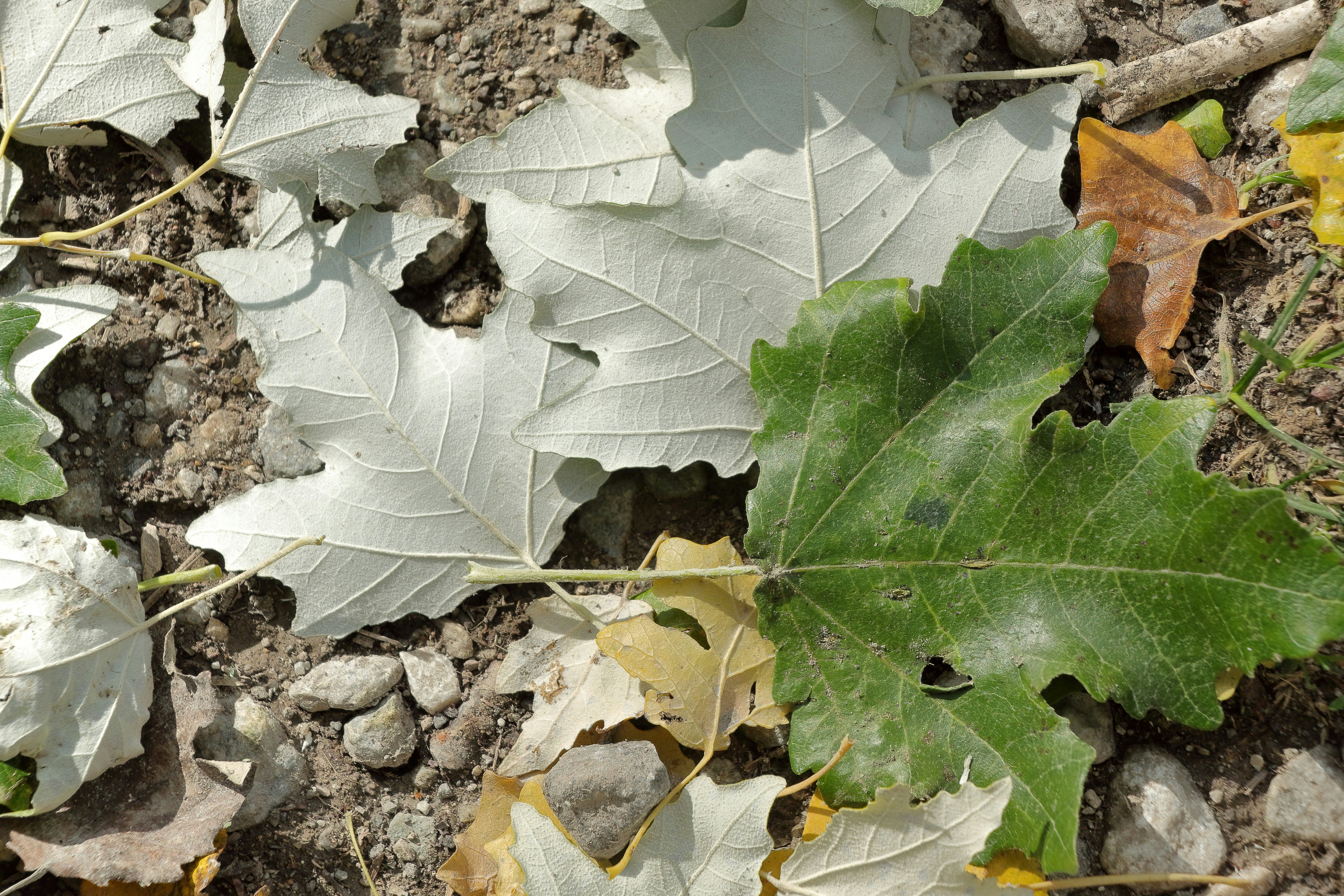 Green Maple Leaf Amid Pebbles: A Quiet Ground Study