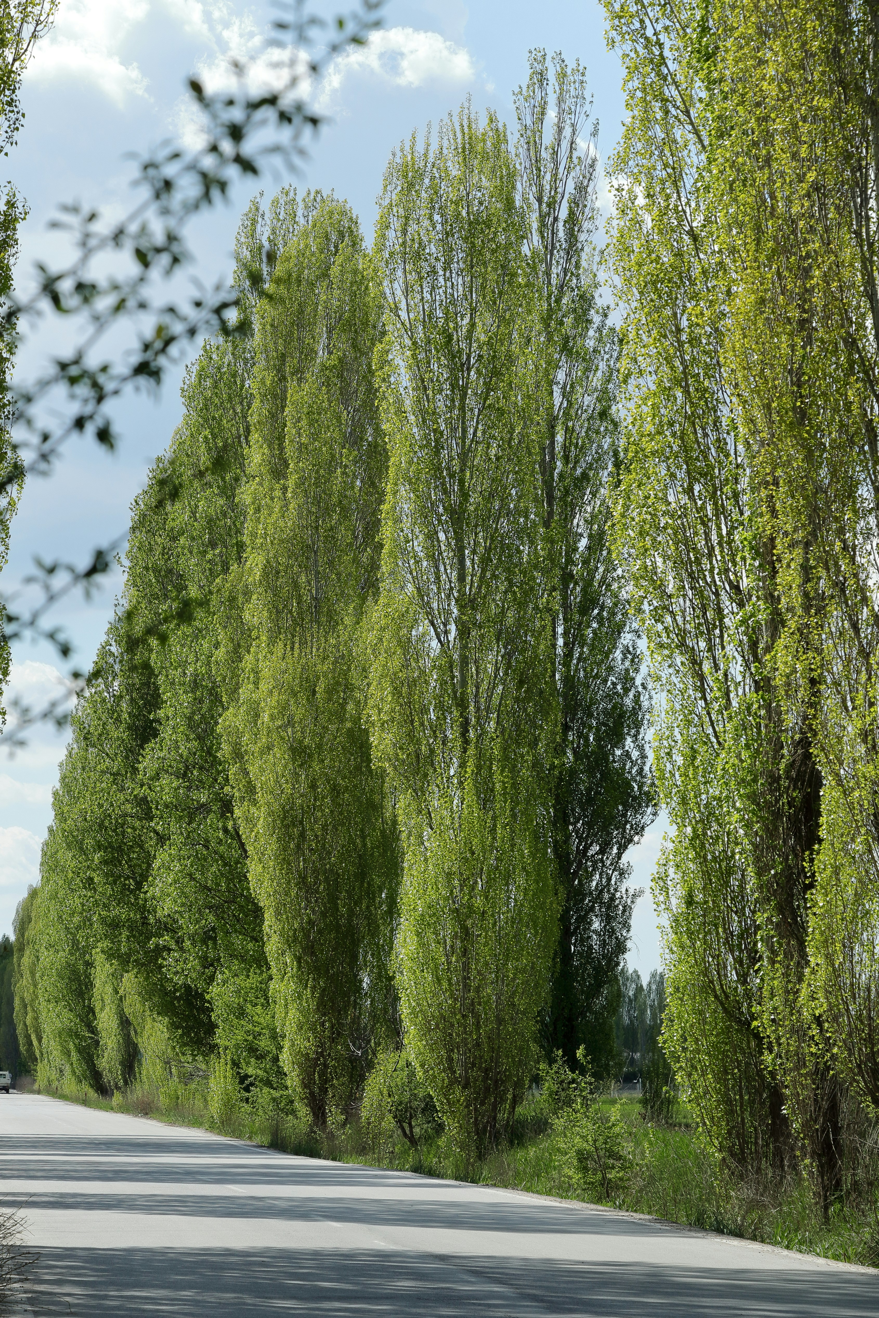 Aligned Linden Corridor