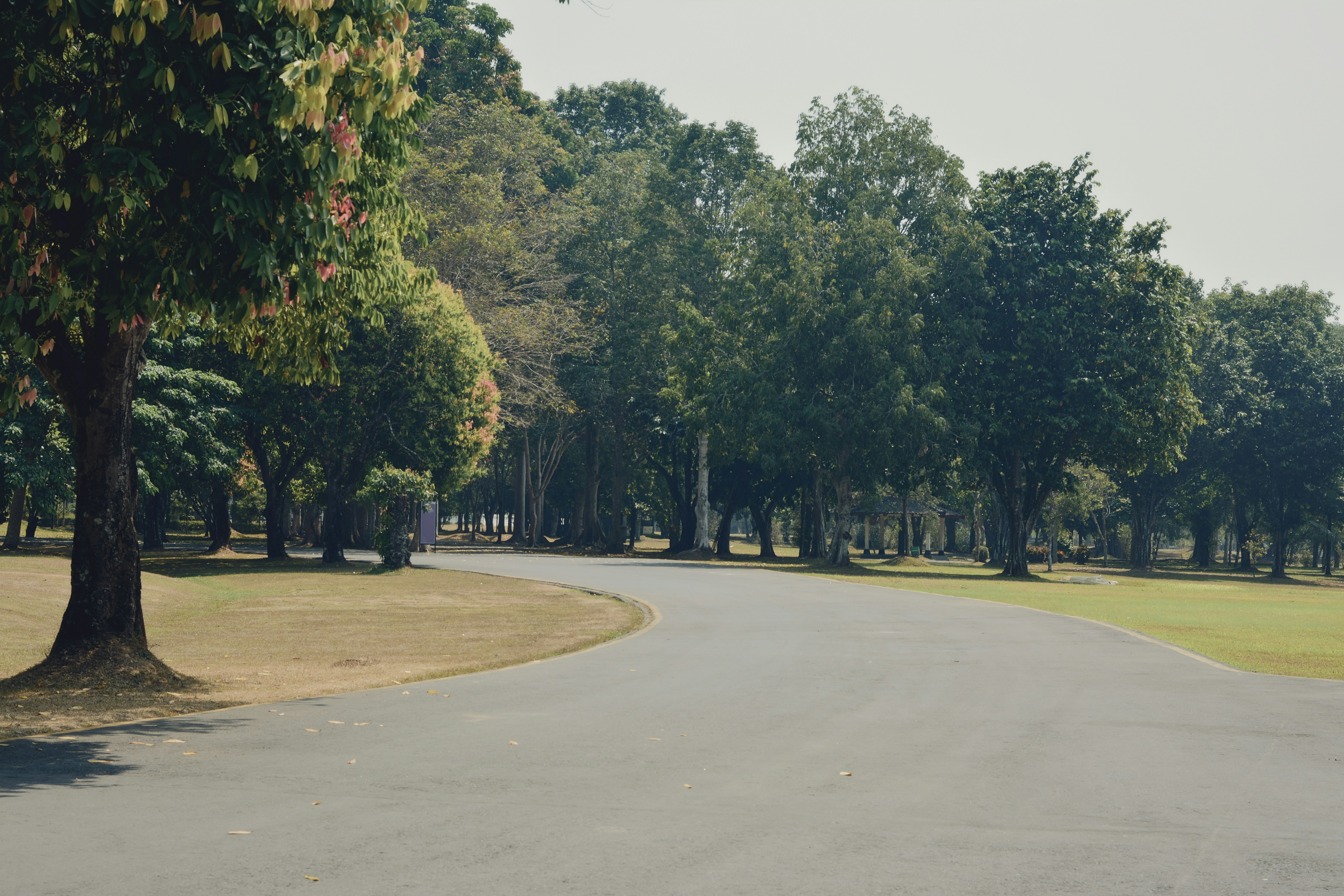 Quiet Park Boulevard: A Sunlit Path Through Verdant Trees