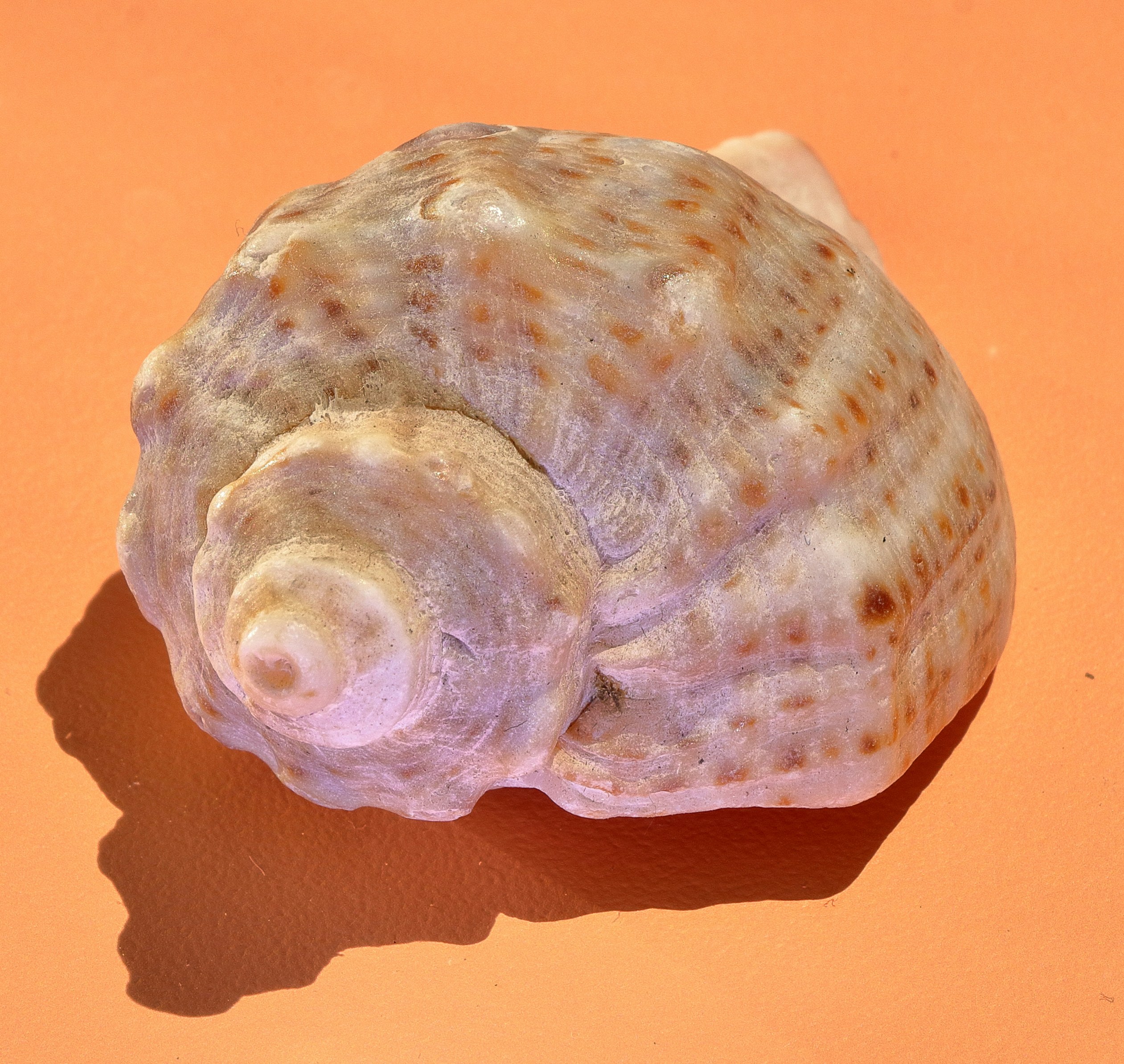 Sunlit Shell in Coral Orange: A Close-Up Study
