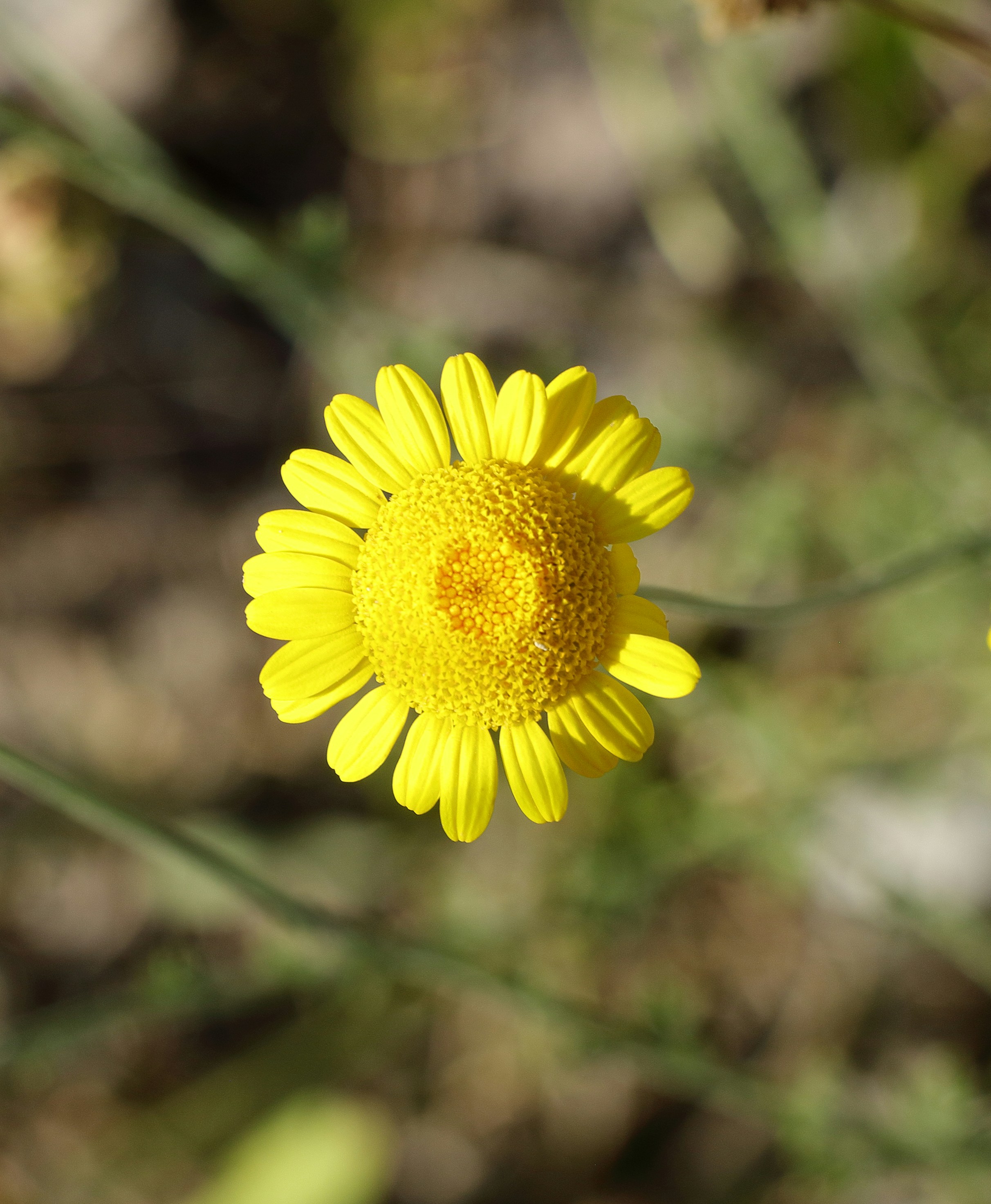 Golden Daisies: A Solo Flower in Soft Focus