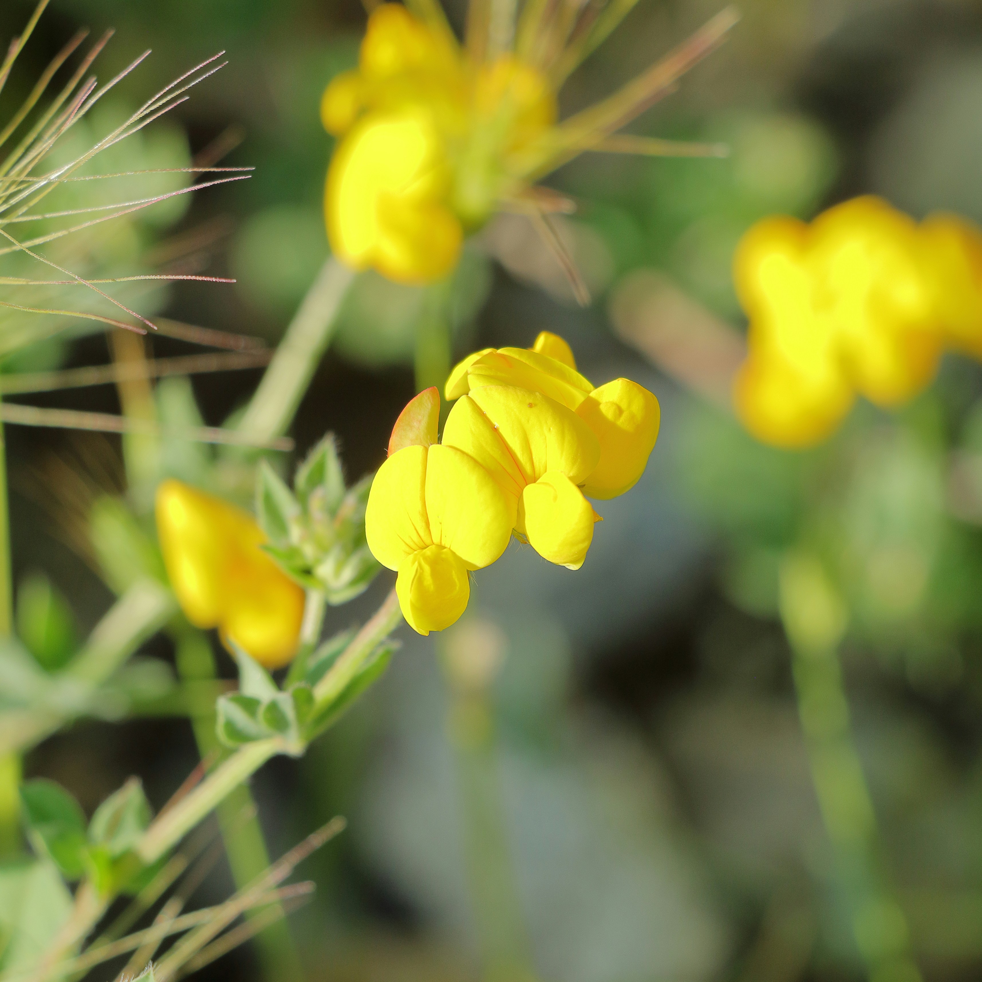 Golden Bracts in Soft Focus