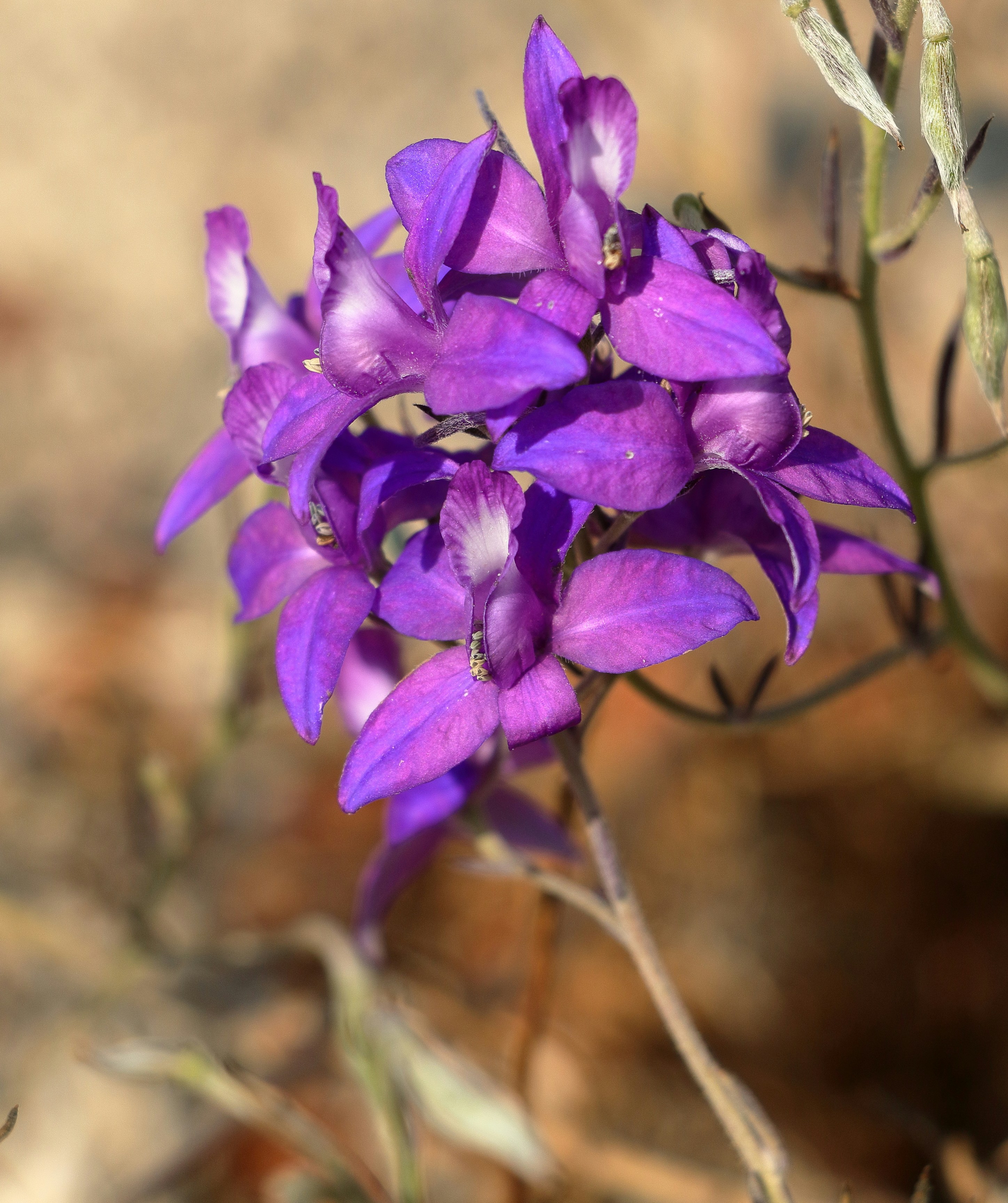 Violet Bloom in Focus: A Thicket of Purple Petals